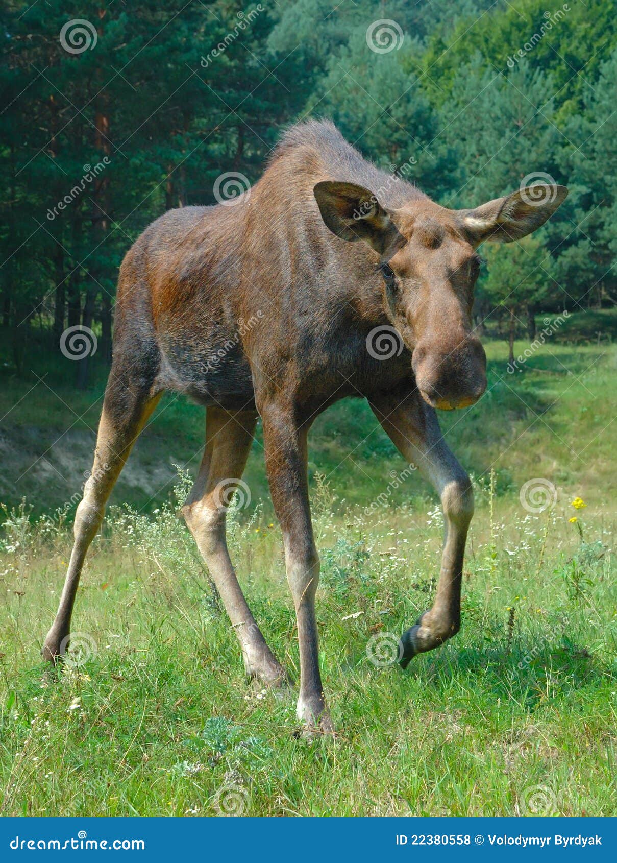 Alces foto de archivo. Imagen de paisaje, bosque, madera - 22380558