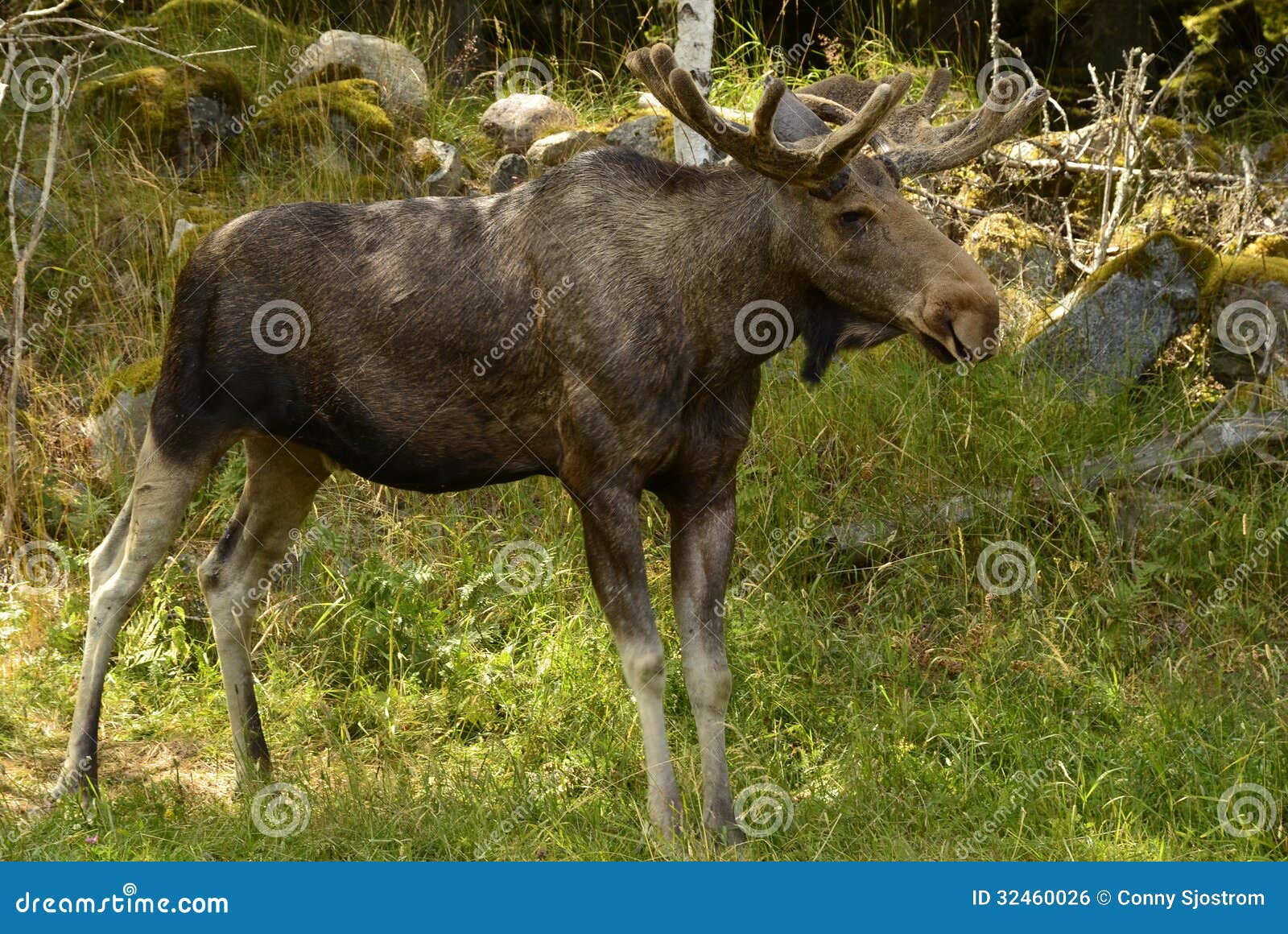 Alces foto de stock. Imagem de suécia, diurno, adulto - 32460026