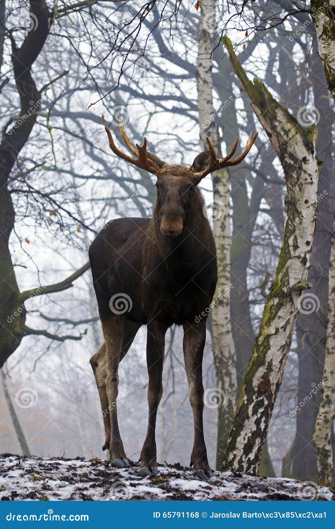 Alces foto de stock. Imagem de floresta, selvagem, detalhe - 65791168