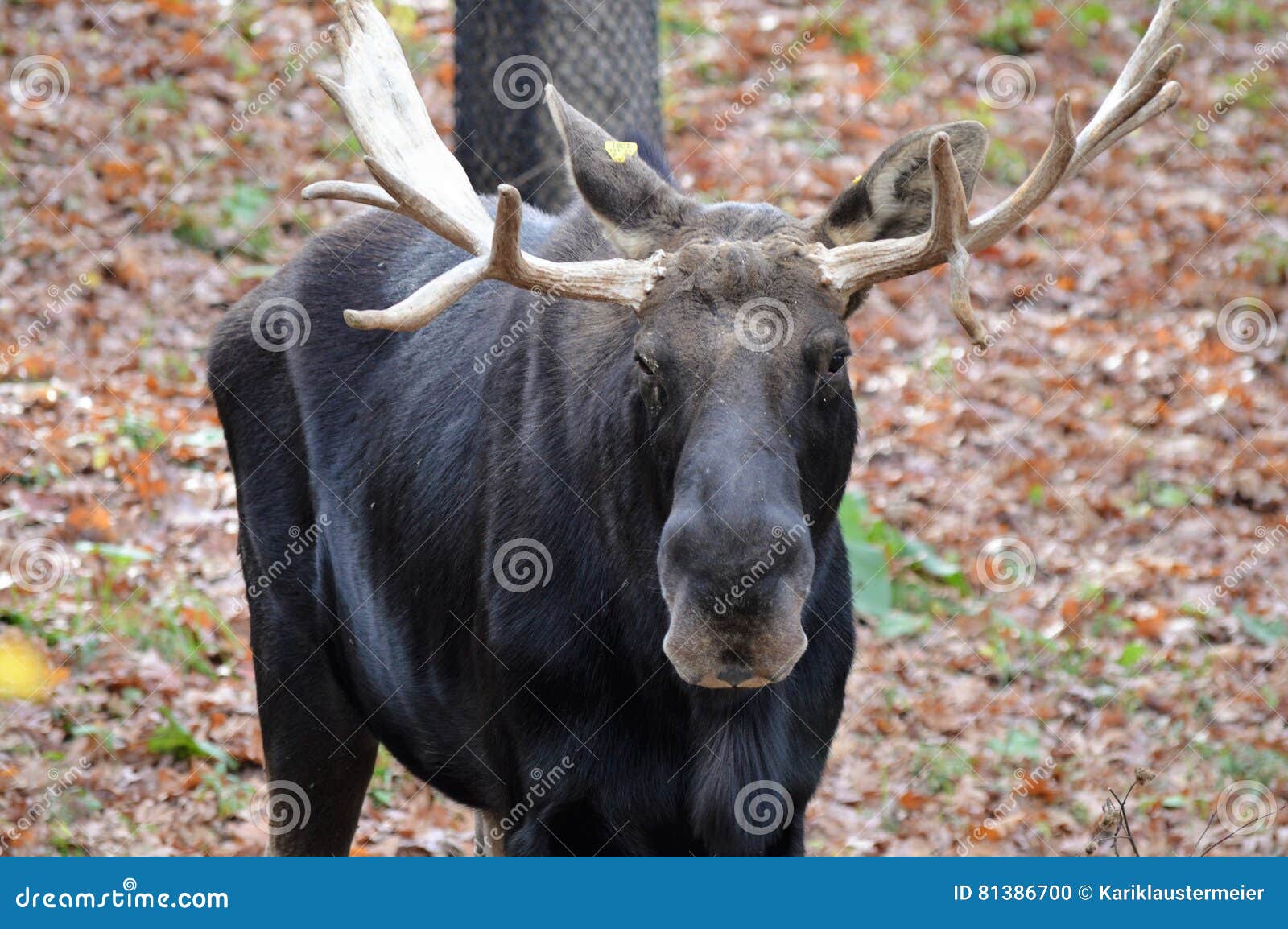Alces foto de stock. Imagem de sujeira, alces, alerta - 81386700