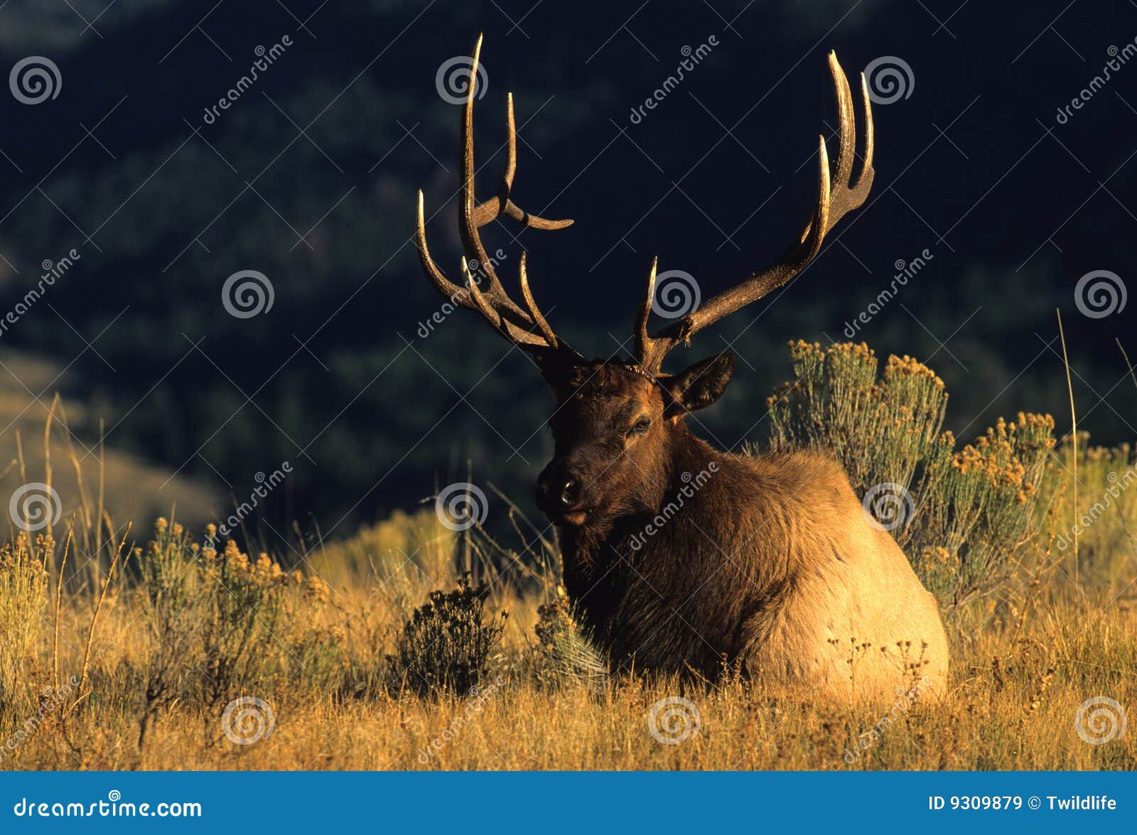 Alces Acostados De Bull En Sabio Imagen de archivo - Imagen de alces ...