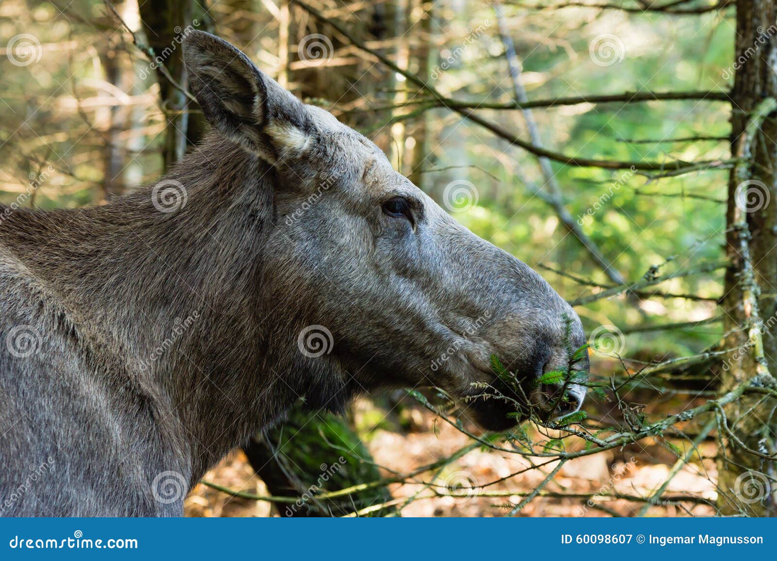 Alces (alces del Alces) imagen de archivo. Imagen de hembra - 60098607