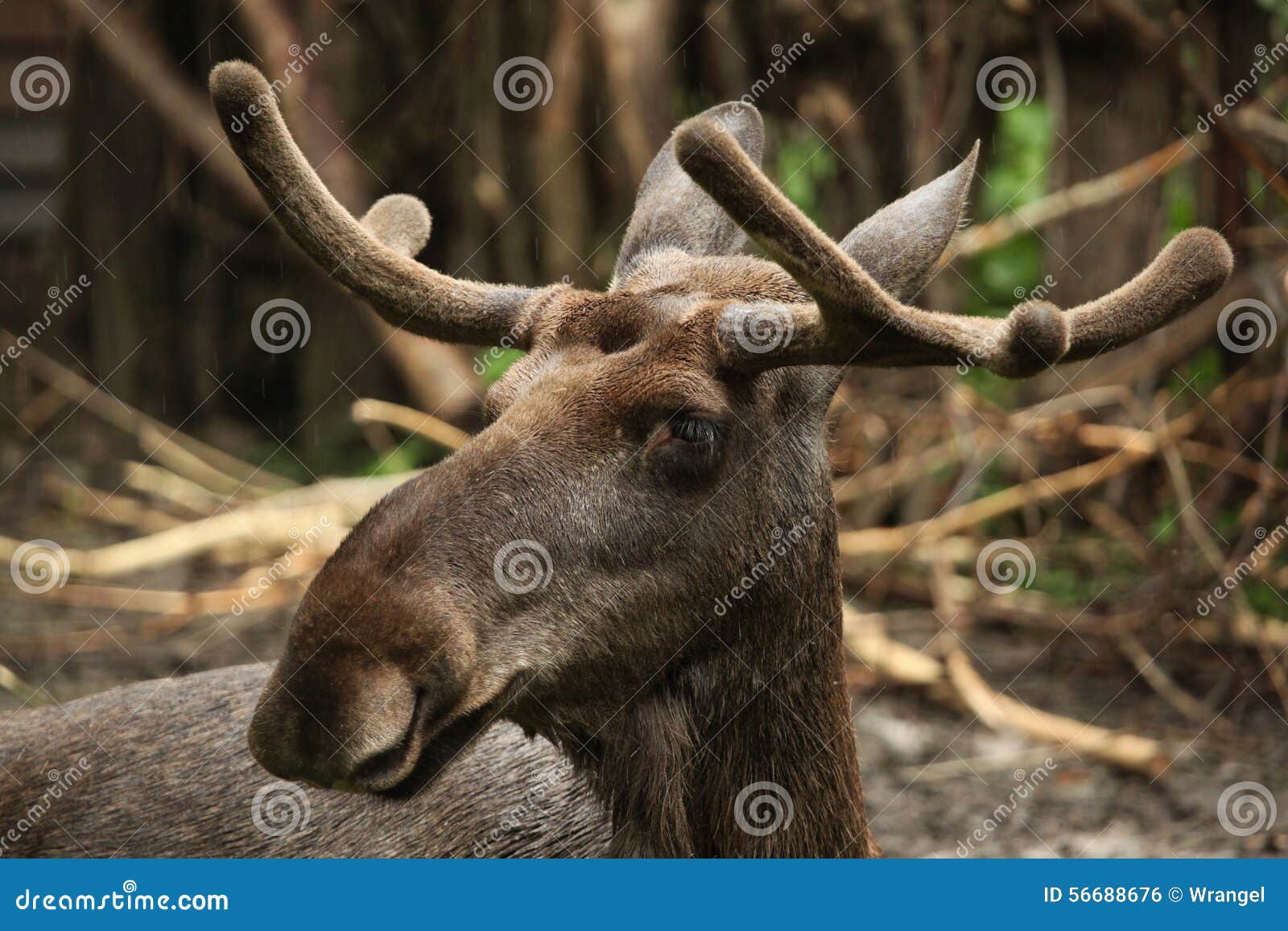 Alces (alces Do Alces), Igualmente Conhecidos Como Os Alces Foto de ...
