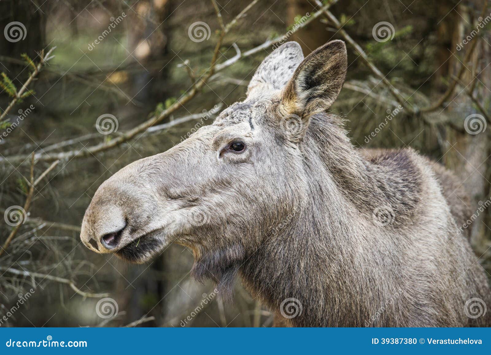 Alces Alces - Moose Stock Photo | CartoonDealer.com #42255162