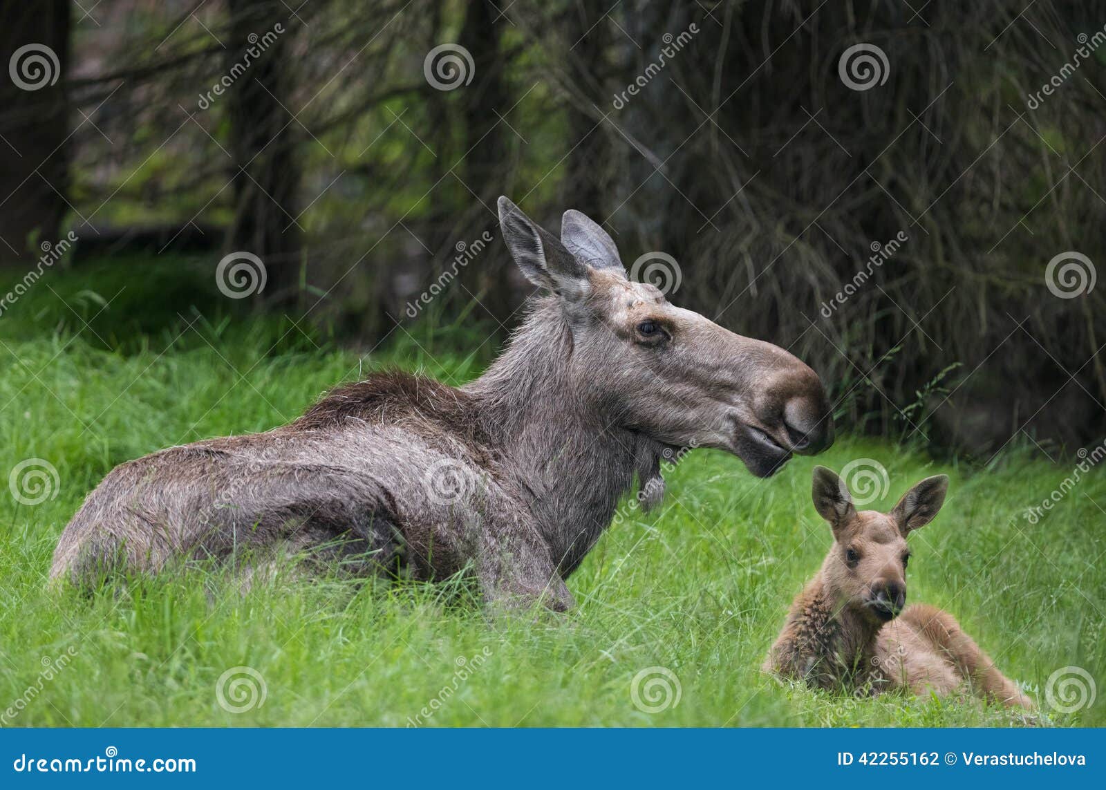Alces alces - Moose stock photo. Image of outdoor, alces - 42255162