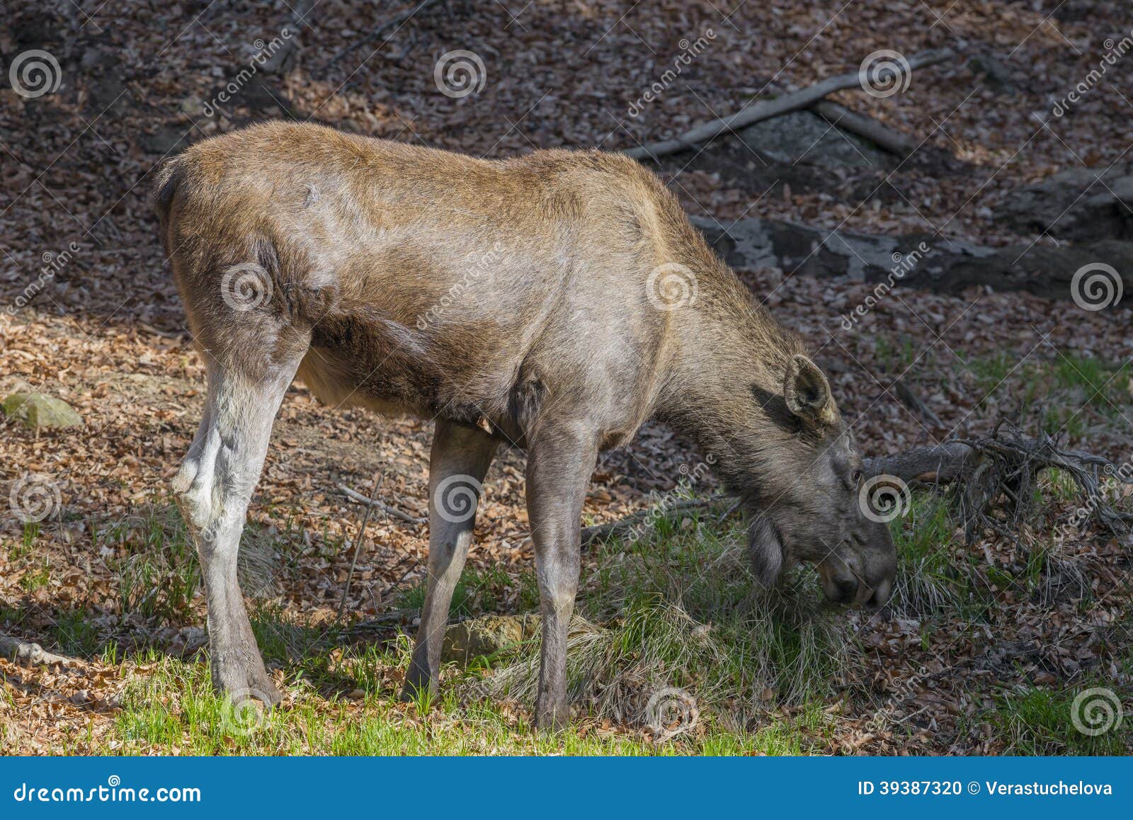 Alces alces - Moose stock photo. Image of close, meadow - 39387320