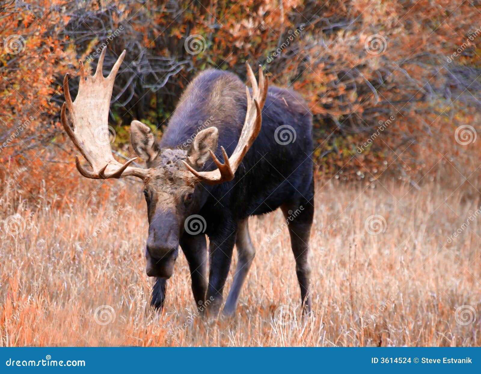 Alces, Andando Através Do Prado Do Outono Foto de Stock - Imagem de ...