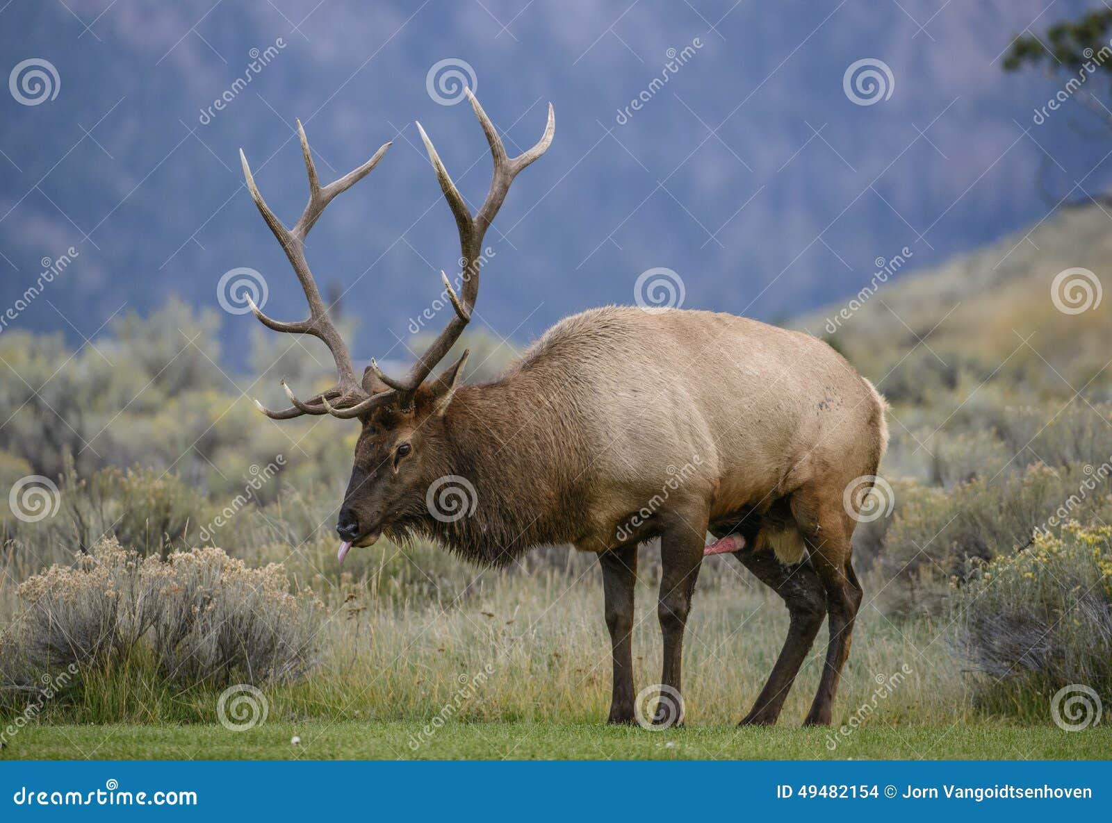 Alces córneos del toro foto de archivo. Imagen de toro - 49482154