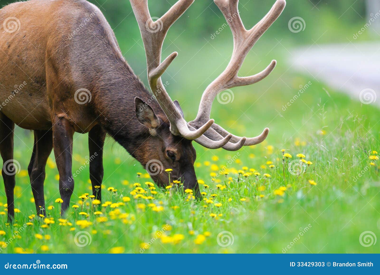Alces (canadensis Del Cervus) Imagen de archivo - Imagen de caza, vaca ...