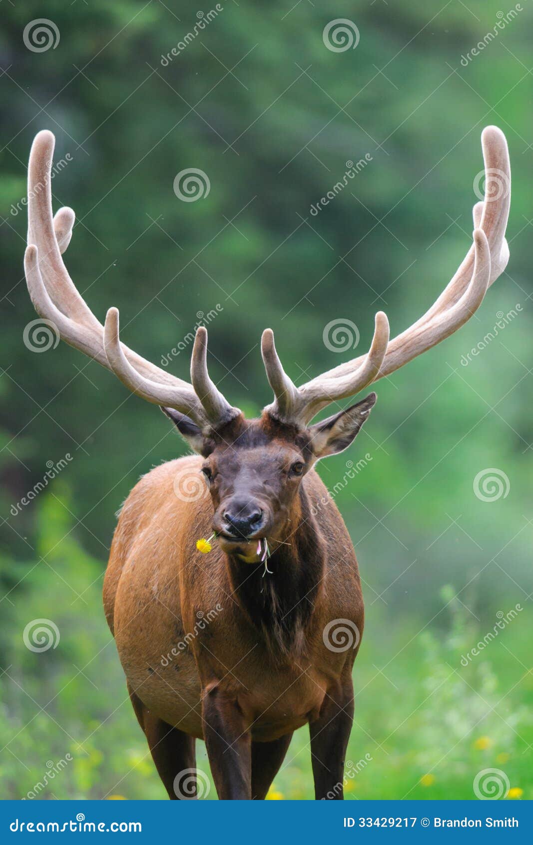 Alces (canadensis Do Cervus) Imagem de Stock - Imagem de grande ...