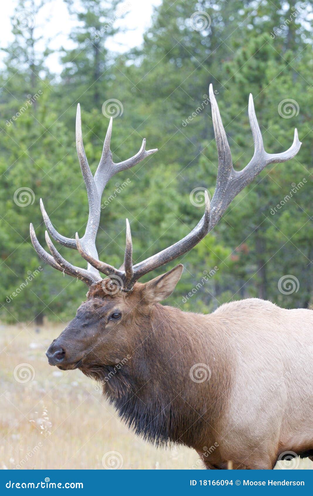 Alces canadienses foto de archivo. Imagen de indomesticado - 18166094