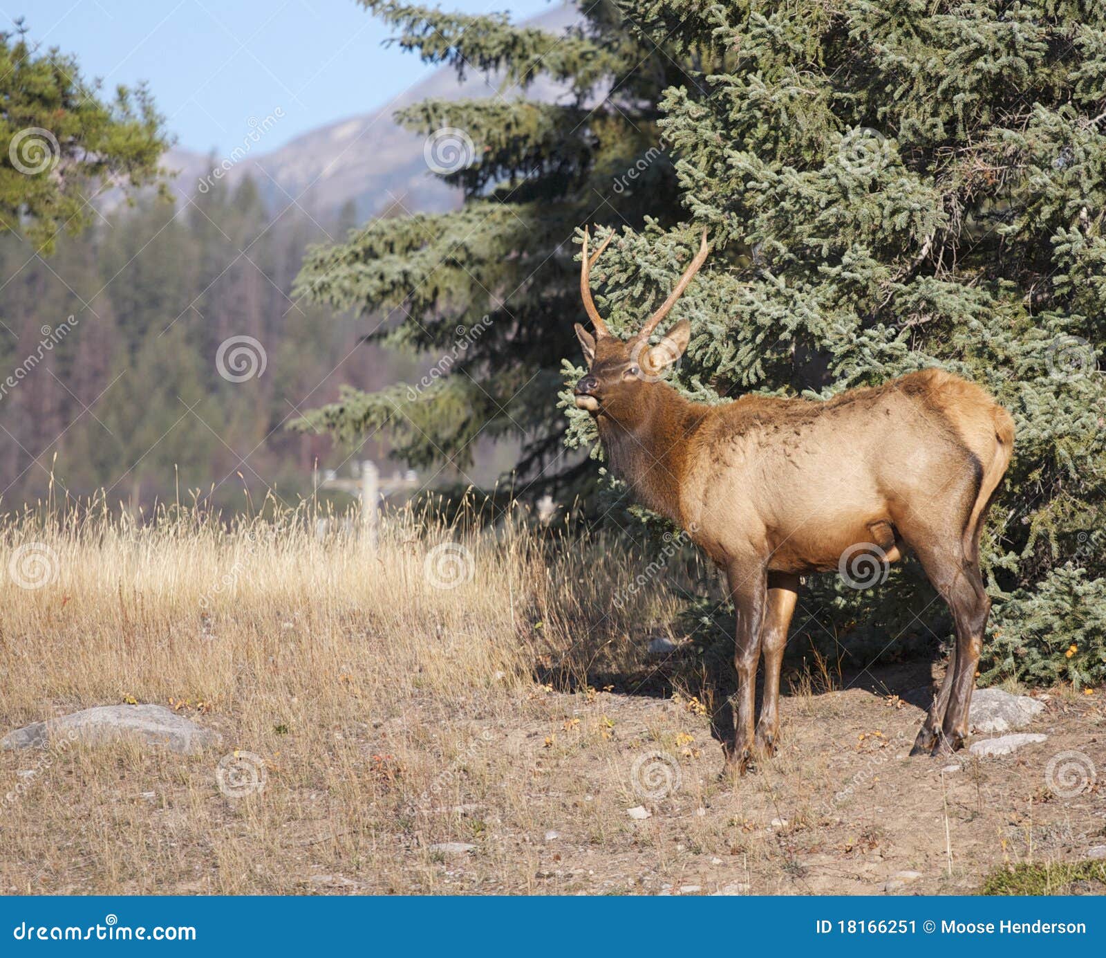 Alces canadienses imagen de archivo. Imagen de alces - 18166251