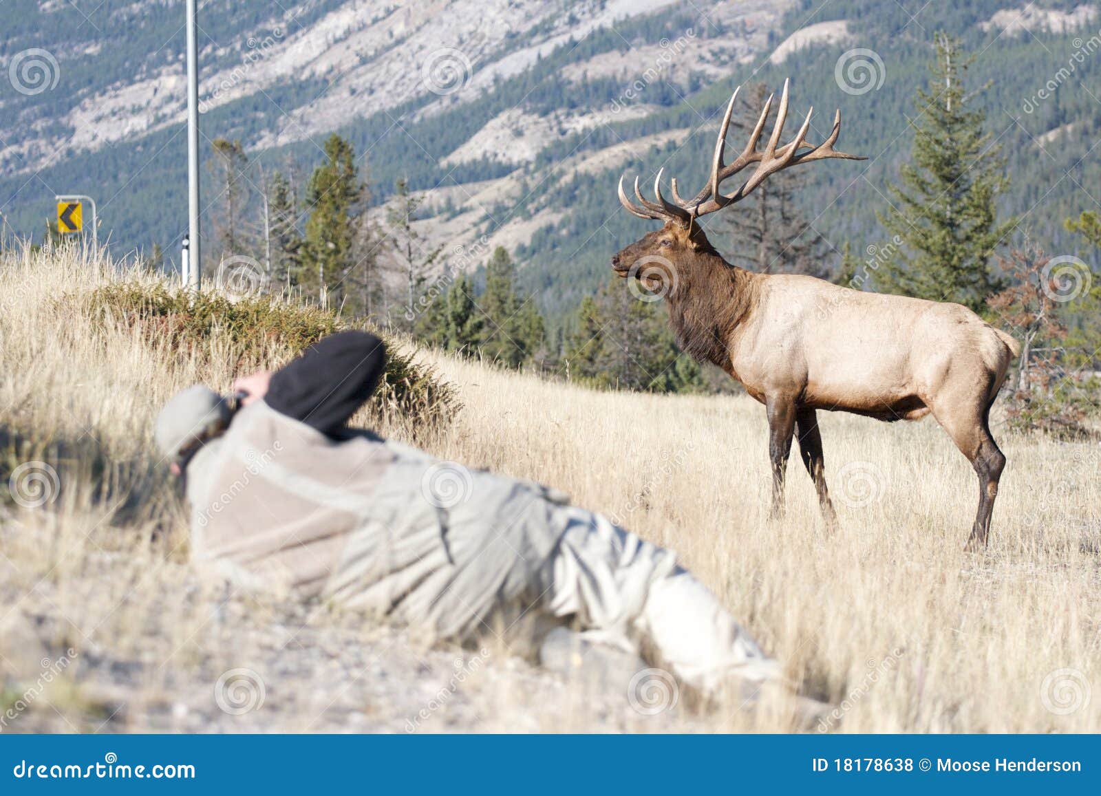 Alces canadienses foto de archivo editorial. Imagen de canadiense ...