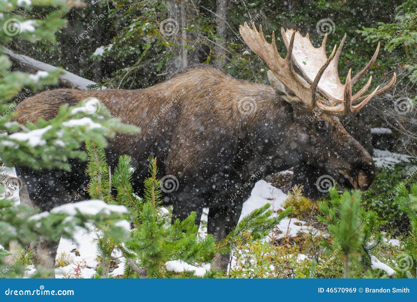Alces Canadienses Salvajes (alces Del Alces) Imagen de archivo - Imagen ...