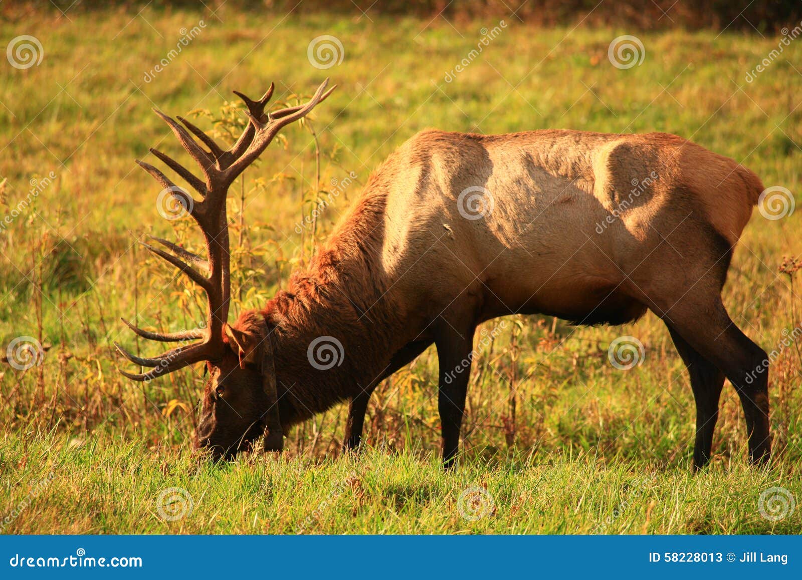 Alces Con Las Astas Grandes Imagen de archivo - Imagen de animales ...