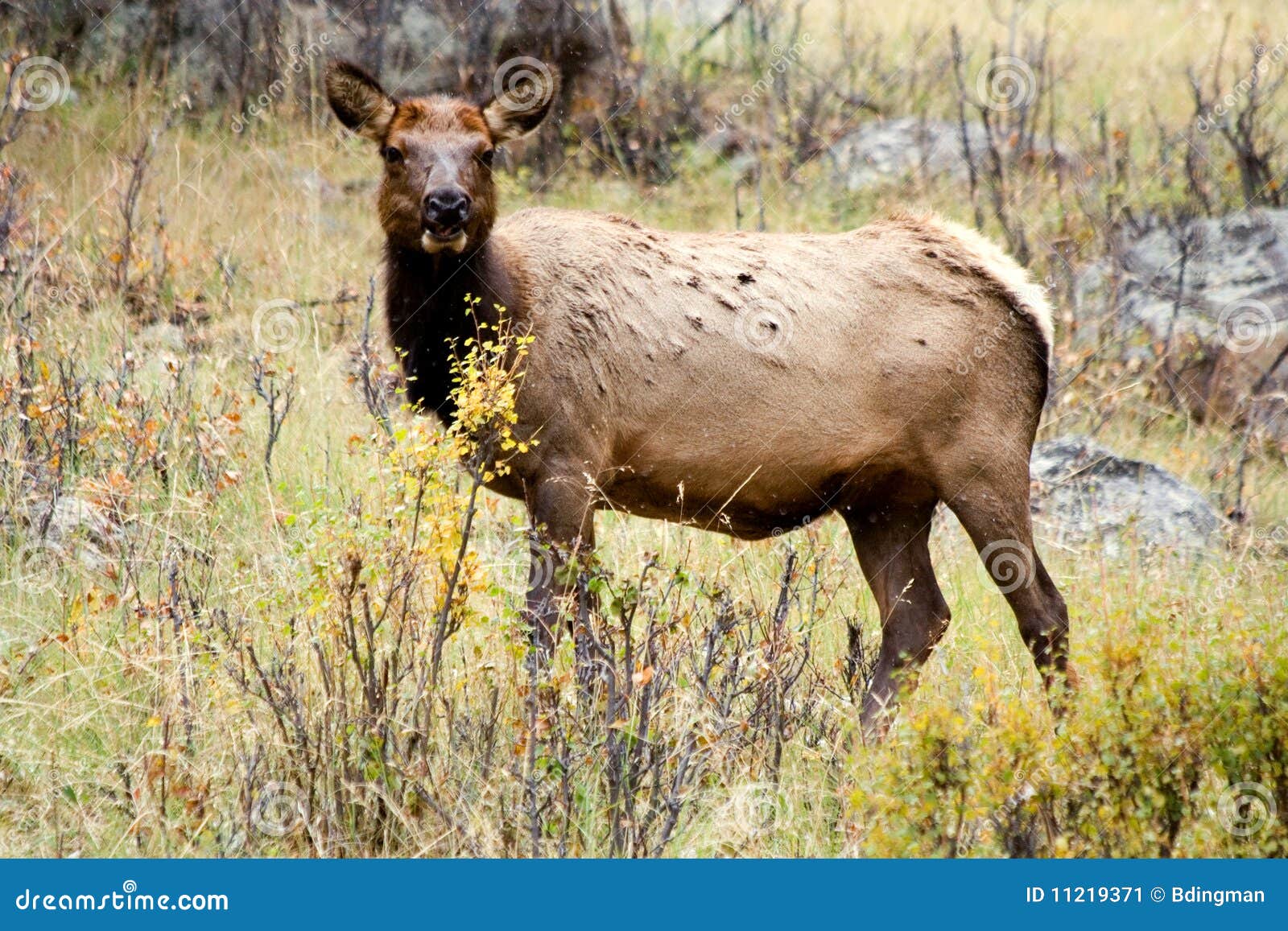 Alces da montanha rochosa imagem de stock. Imagem de unido - 11219371