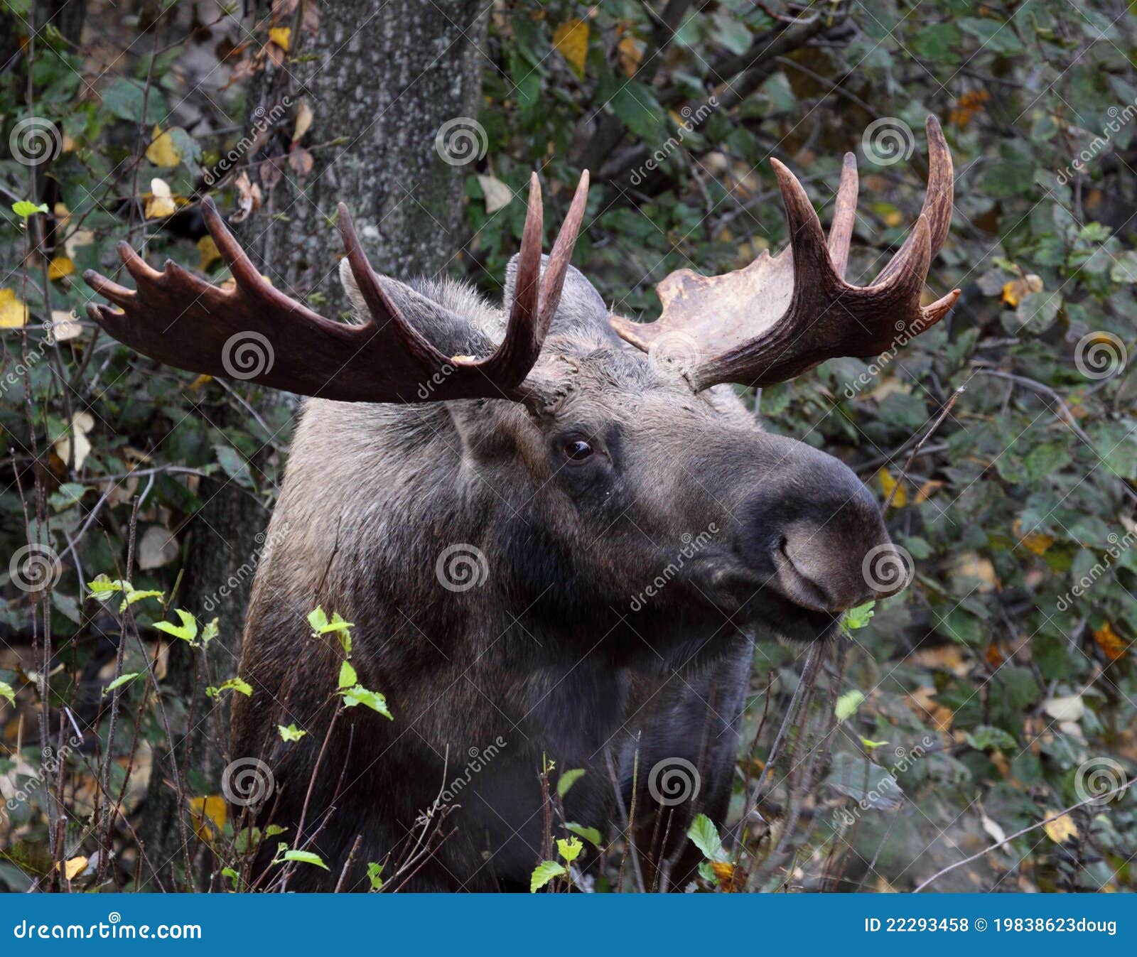 Alces de Alaska Bull foto de archivo. Imagen de estante - 22293458