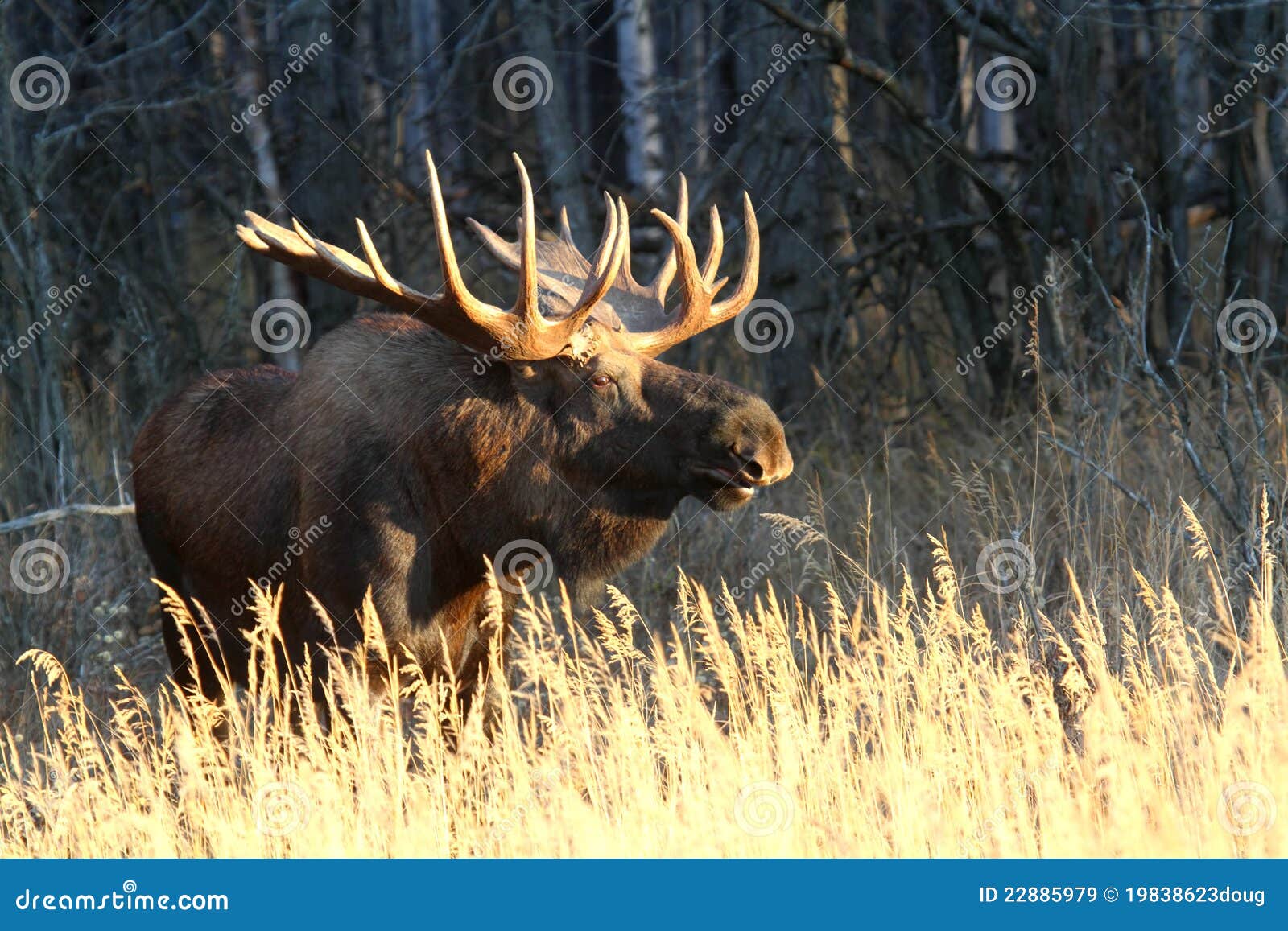 Alces de Alaska Bull imagen de archivo. Imagen de animal - 22885979