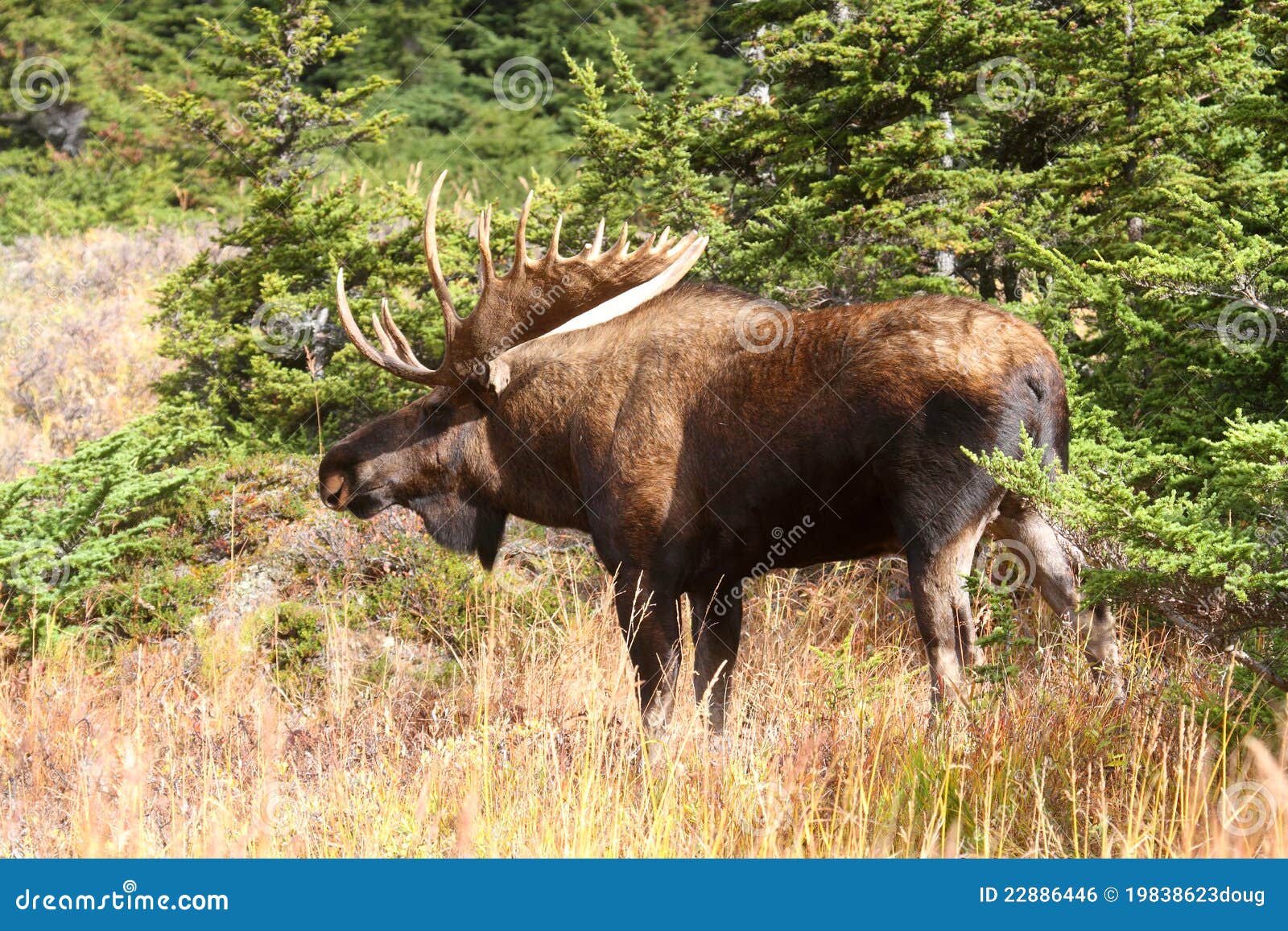 Alces de Alaska Bull foto de archivo. Imagen de toro - 22886446