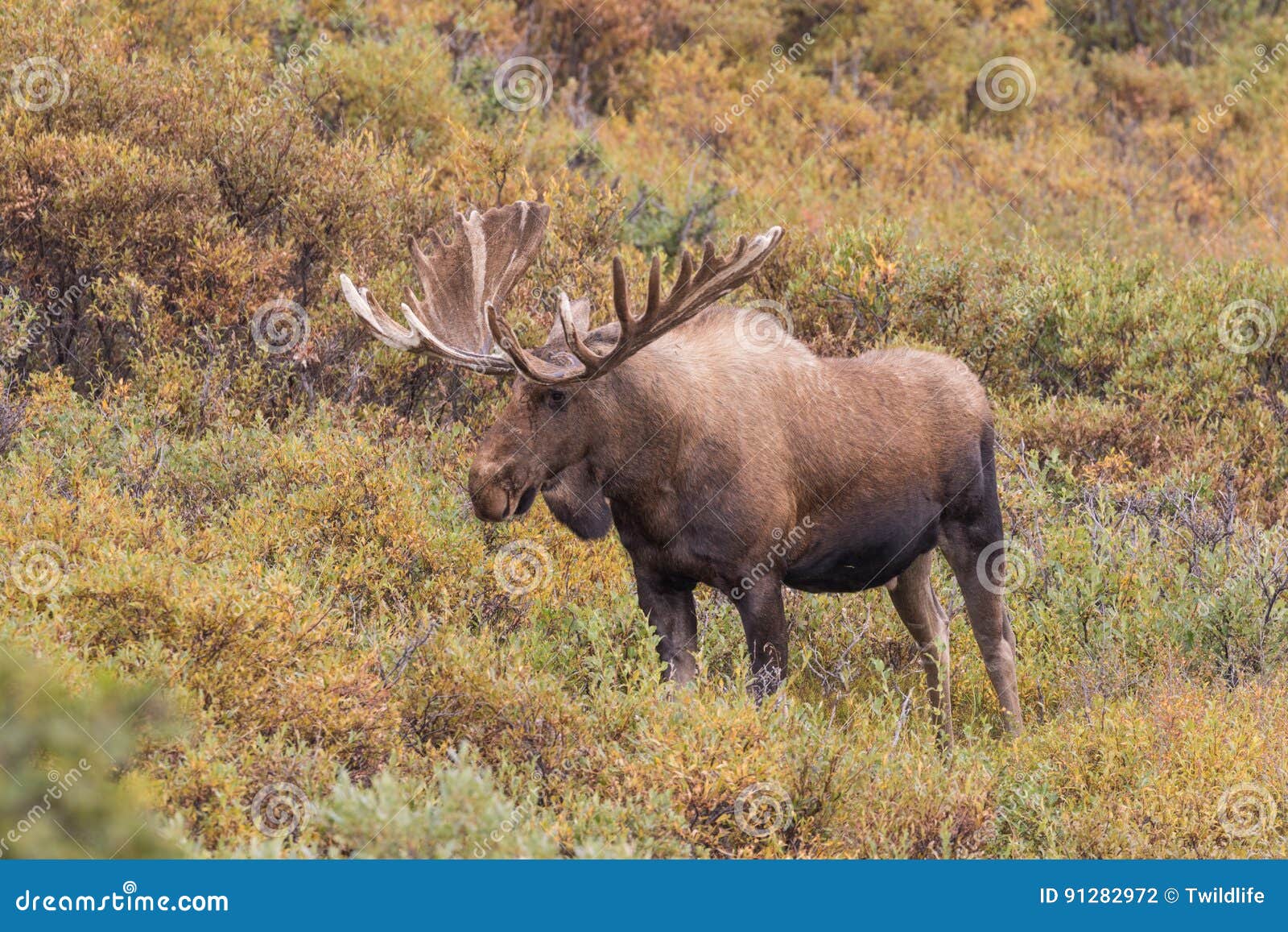 Alces de Alaska Bull foto de archivo. Imagen de cornamentas - 91282972