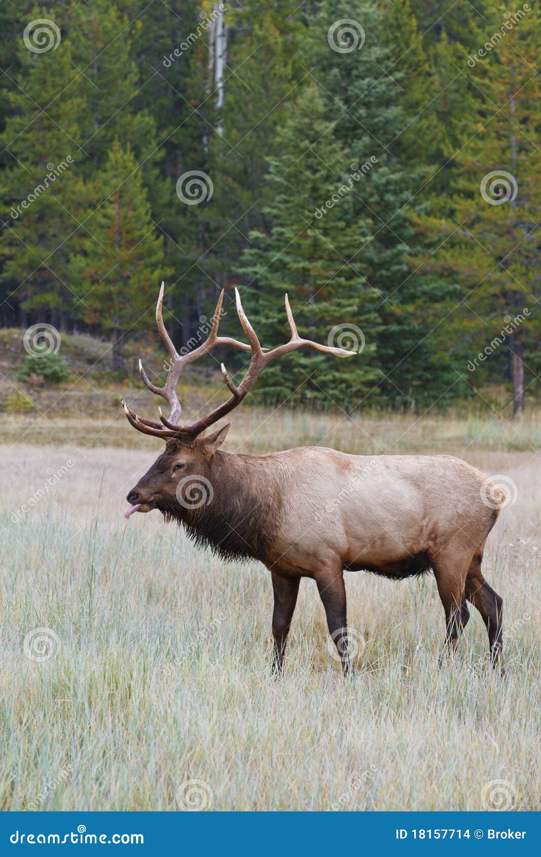 Alces De Bull, Canadensis Del Cervus Foto de archivo - Imagen de ...