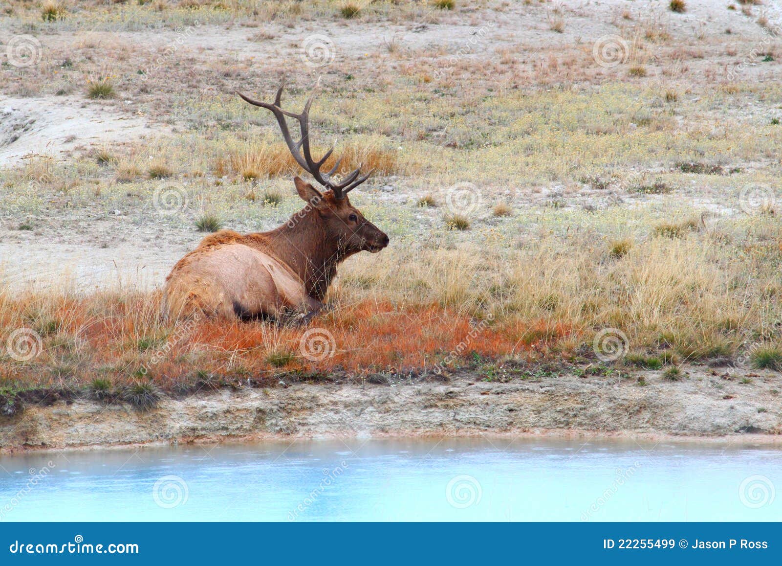 Alces De Bull En Yellowstone Imagen de archivo - Imagen de oeste, toro ...