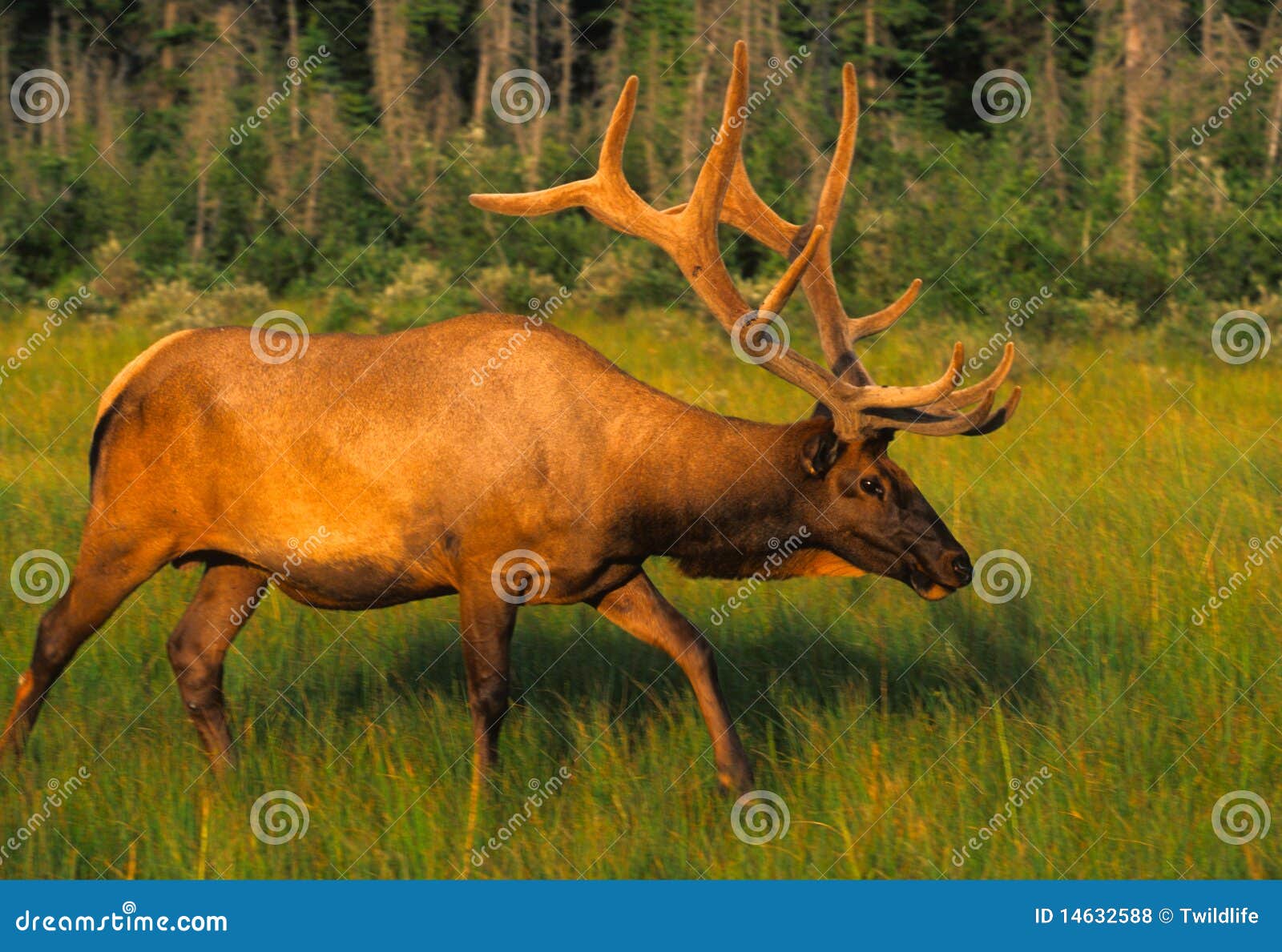 Alces de Bull no veludo foto de stock. Imagem de retrato - 14632588