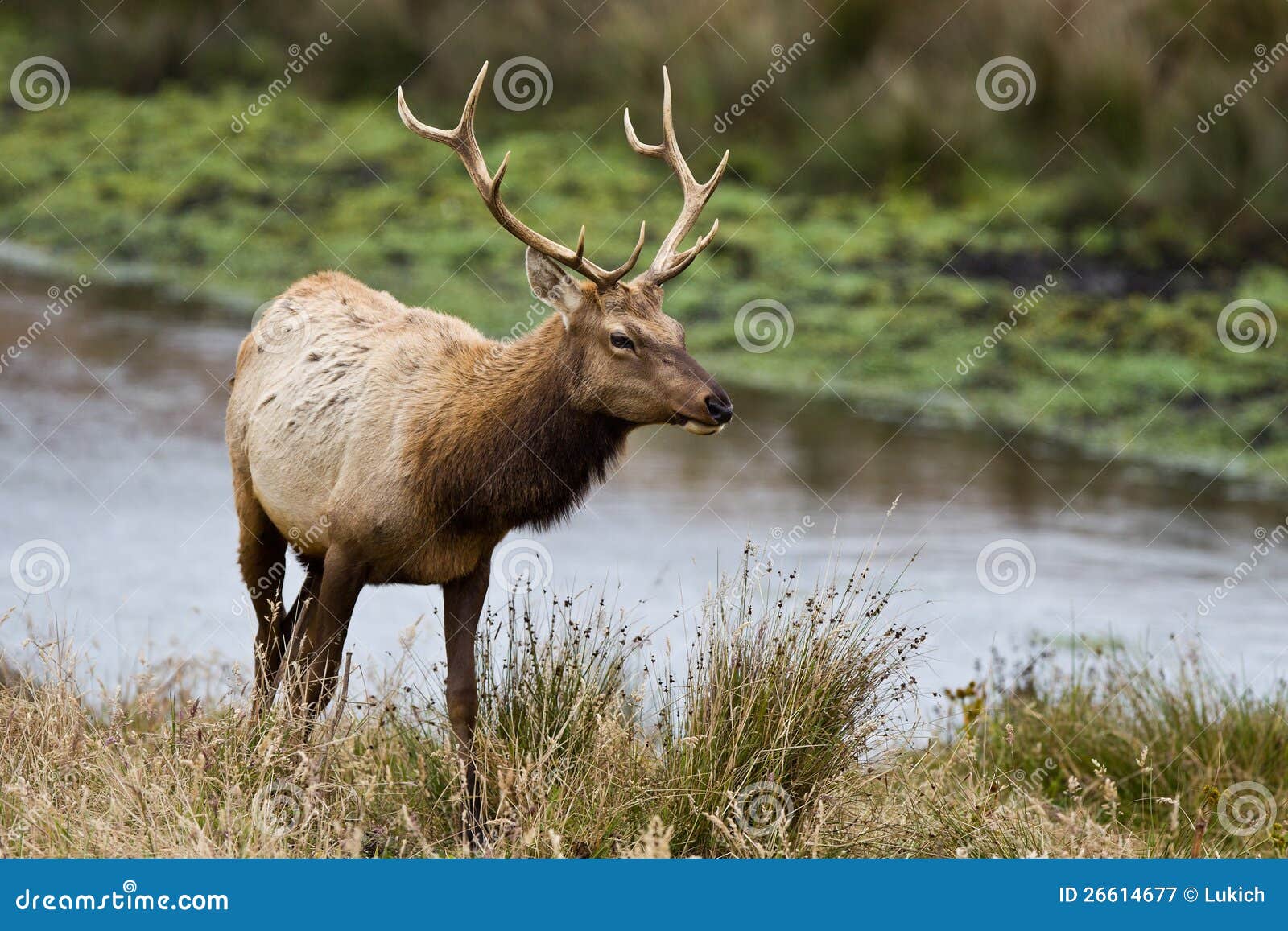 Alces De Tule (canadensis Del Cervus) Imagen de archivo - Imagen de ...