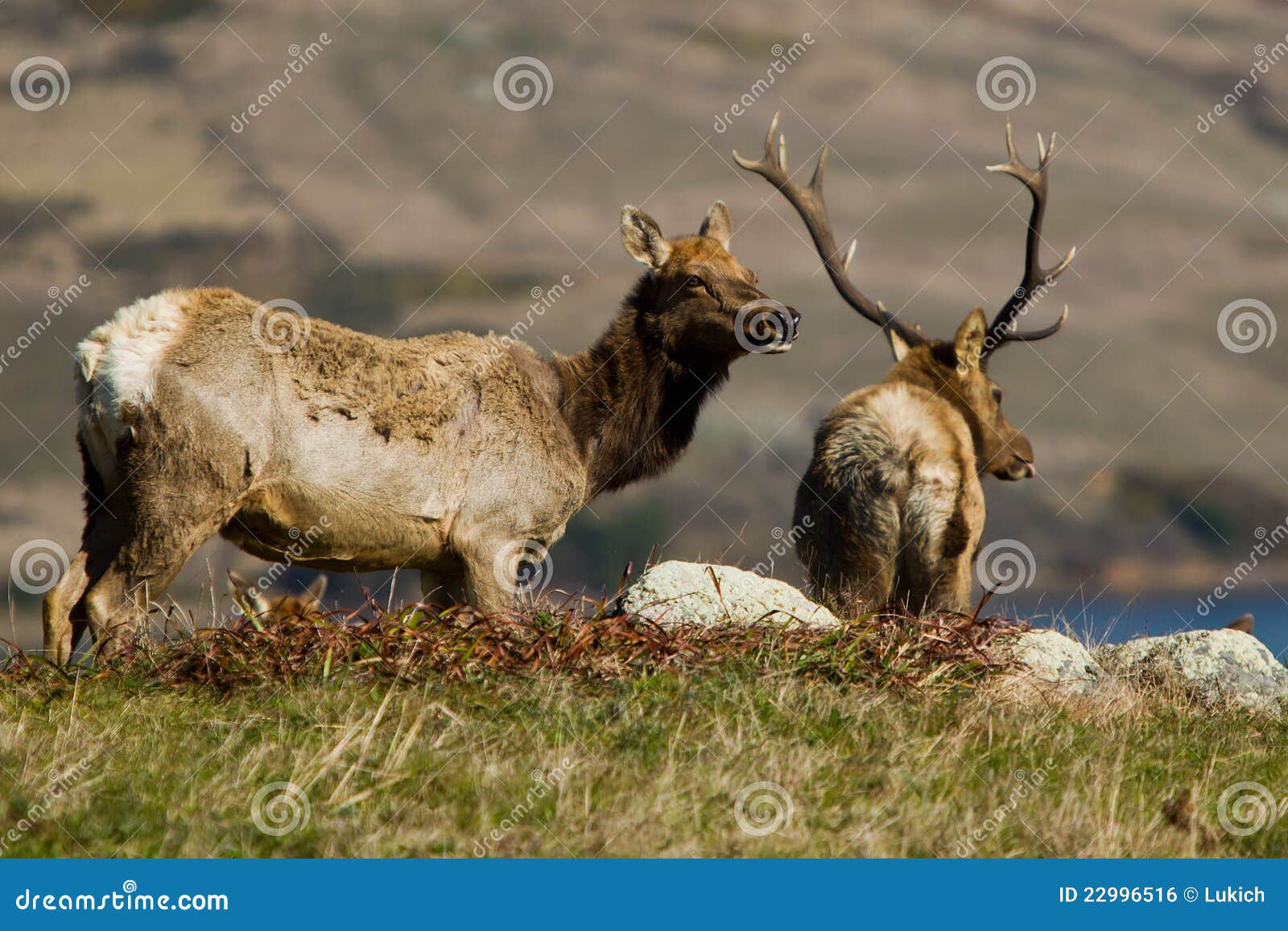 Alces De Tule (canadensis Do Cervus) Foto de Stock - Imagem de alces ...