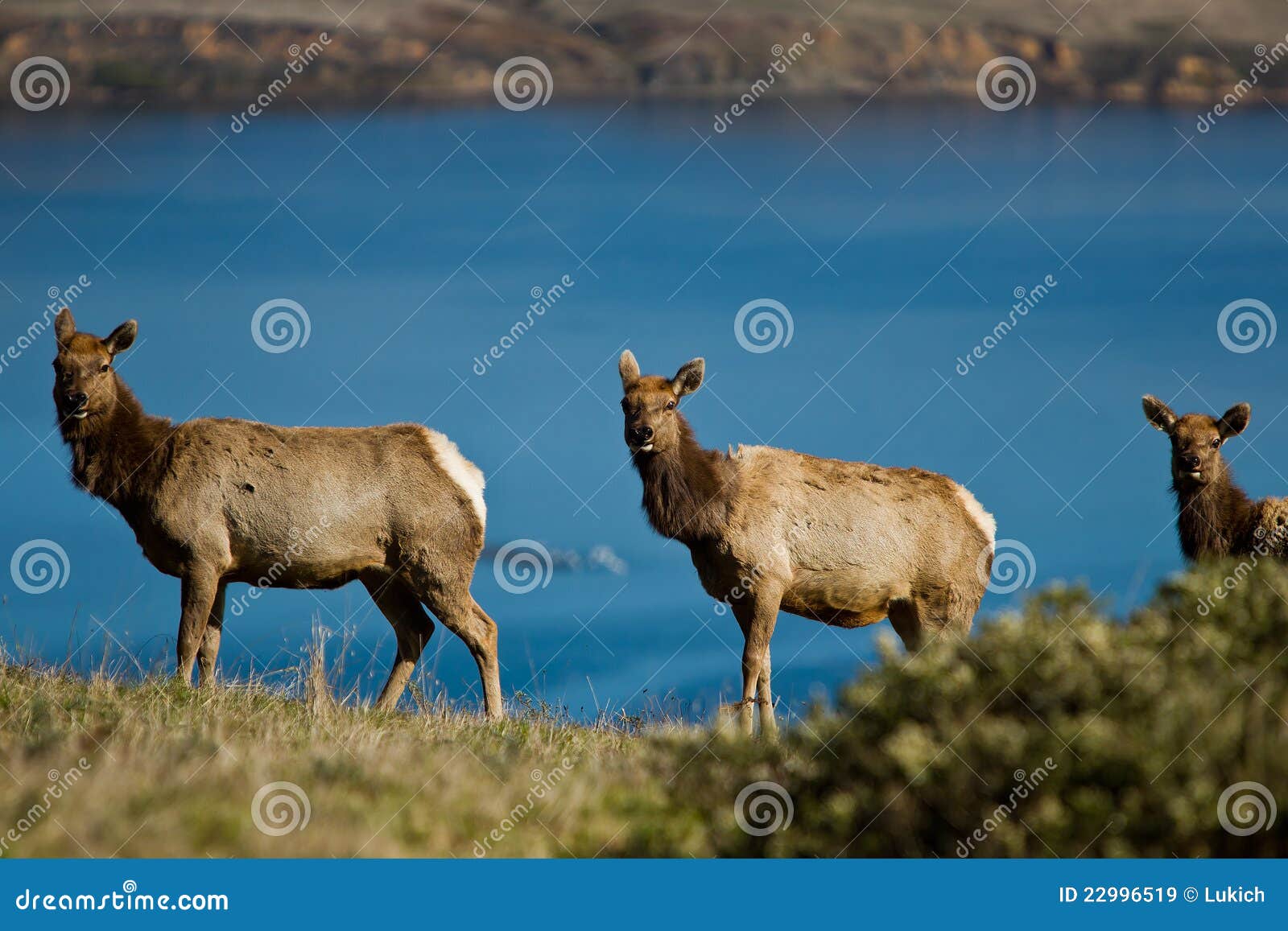 Alces De Tule (canadensis Do Cervus) Imagem de Stock - Imagem de macho ...