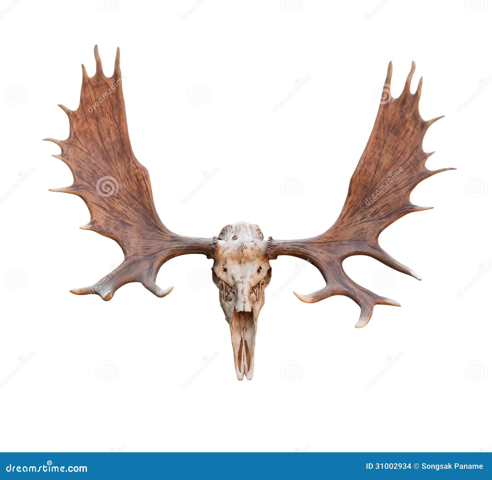 Alces del cráneo foto de archivo. Imagen de aislado, reventar - 31002934