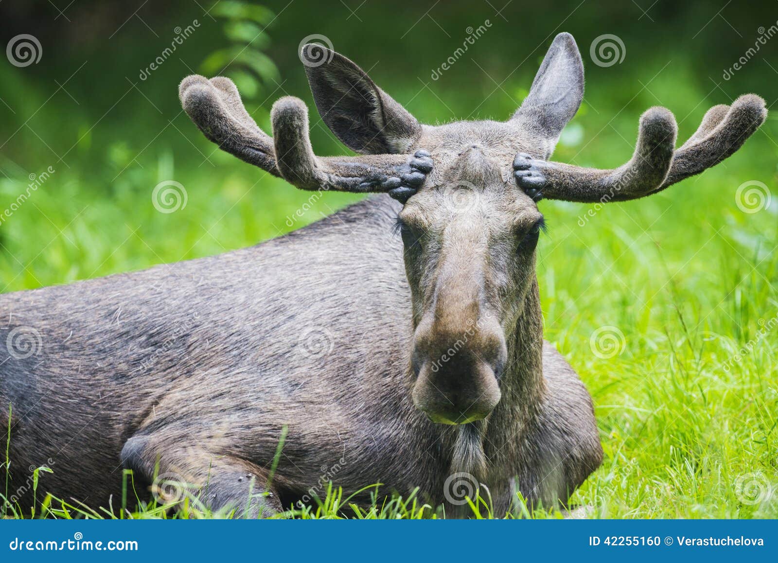 Alces di alces - alce fotografia stock. Immagine di nave - 42255160