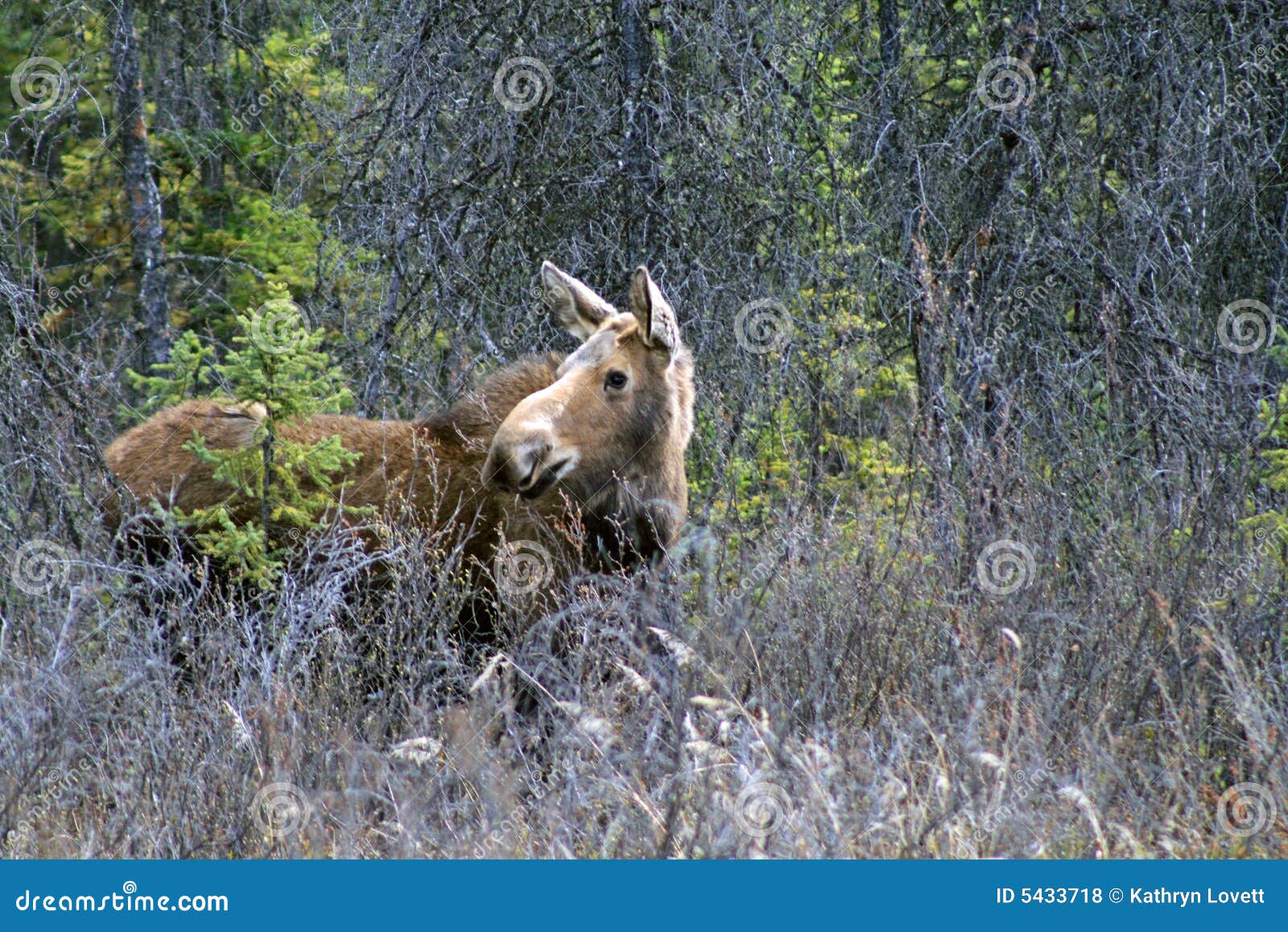 Alces en Alaska foto de archivo. Imagen de ocultado, animal - 5433718