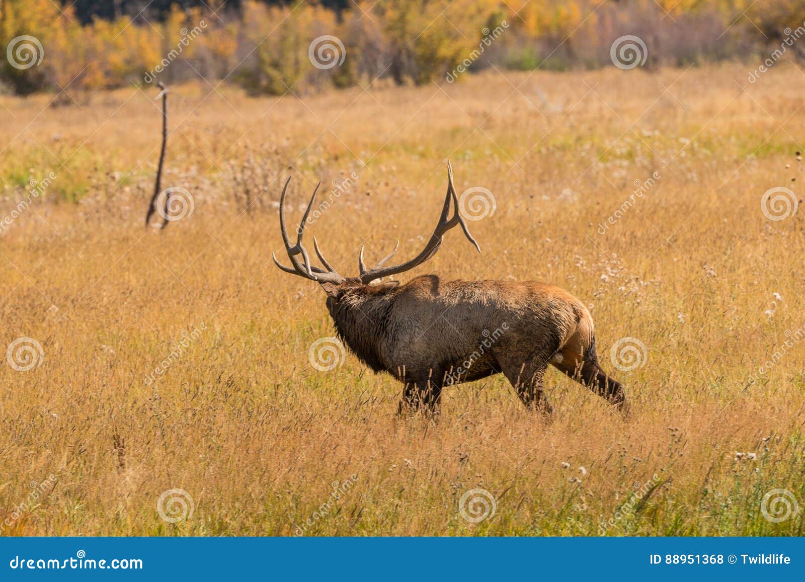 Alces En Celo Del Toro Que Miran Lejos Foto de archivo - Imagen de ...