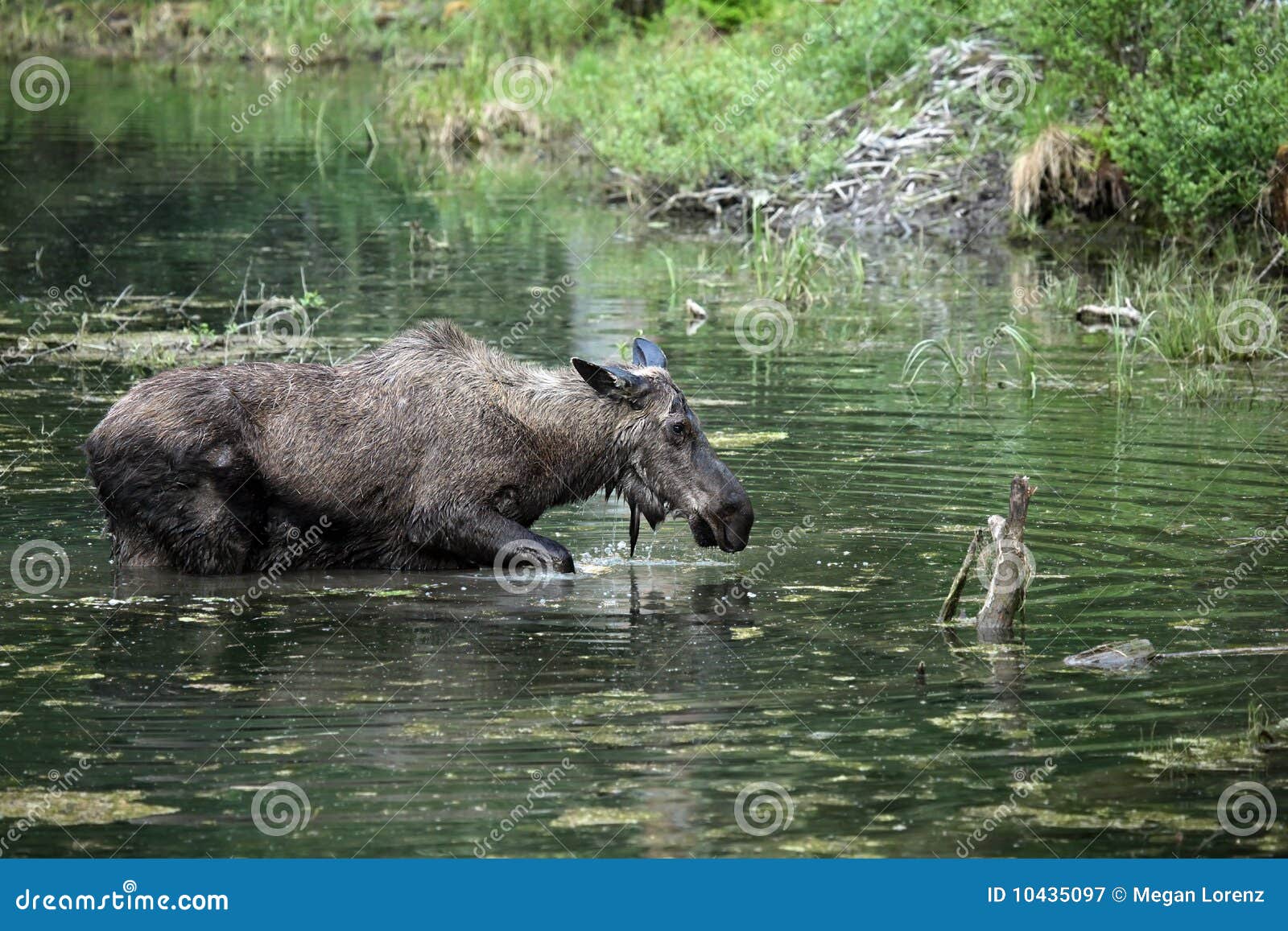 Alces fêmeas imagem de stock. Imagem de parque, olhar - 10435097