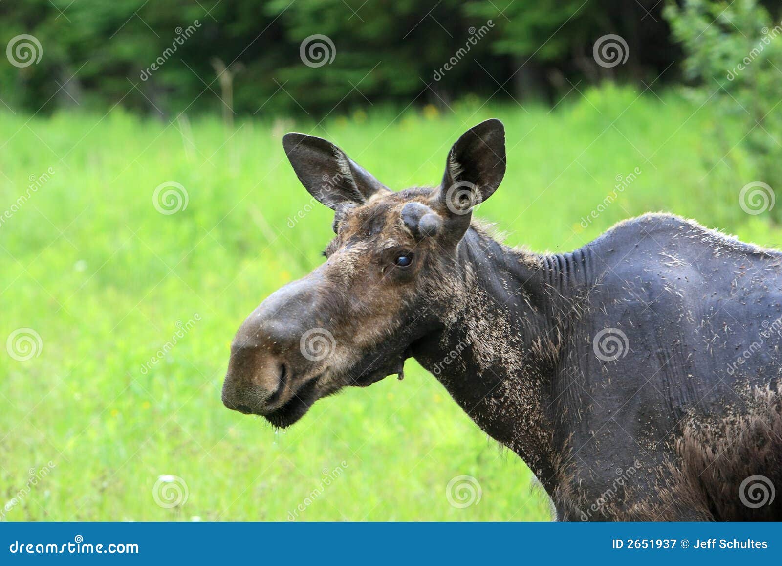 Alces femeninos imagen de archivo. Imagen de salvaje, alces - 2651937