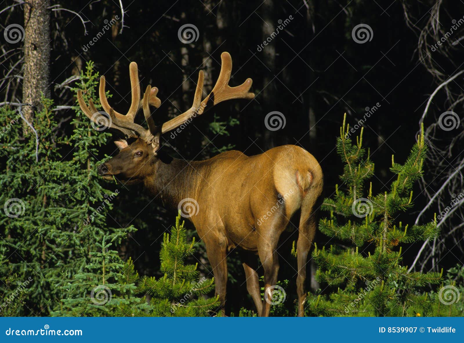 Alces Grandes De Bull En Terciopelo Imagen de archivo - Imagen de fauna ...