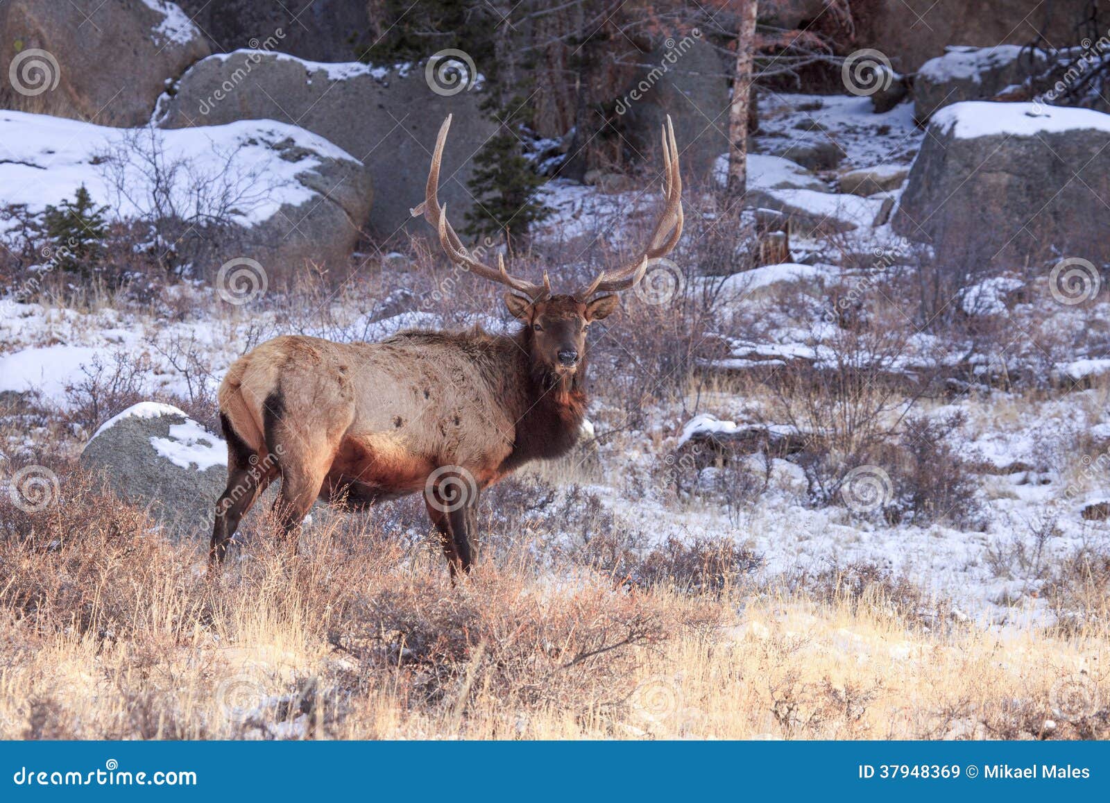 Alces grandes do touro imagem de stock. Imagem de rockies - 37948369