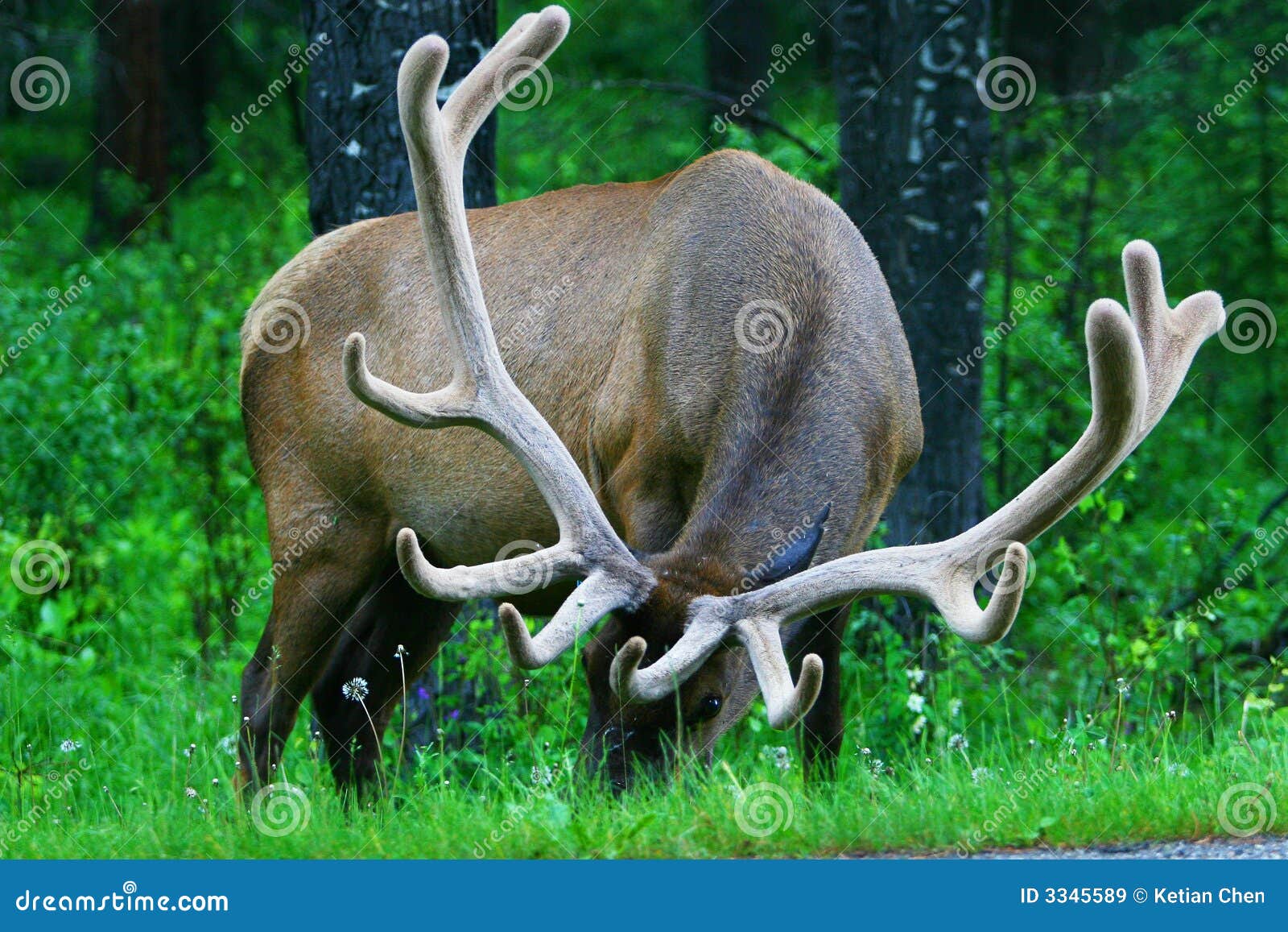 Alces Masculinos Com Grandes Antlers Imagem de Stock - Imagem de curso ...