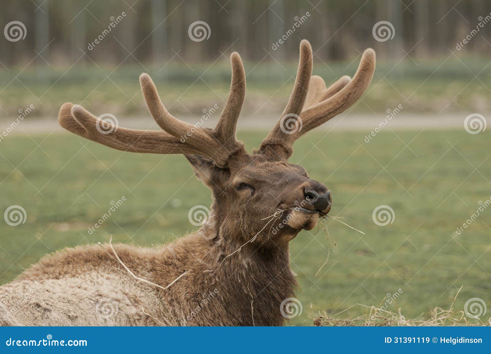 Alces norte-americanos imagem de stock. Imagem de alces - 31391119