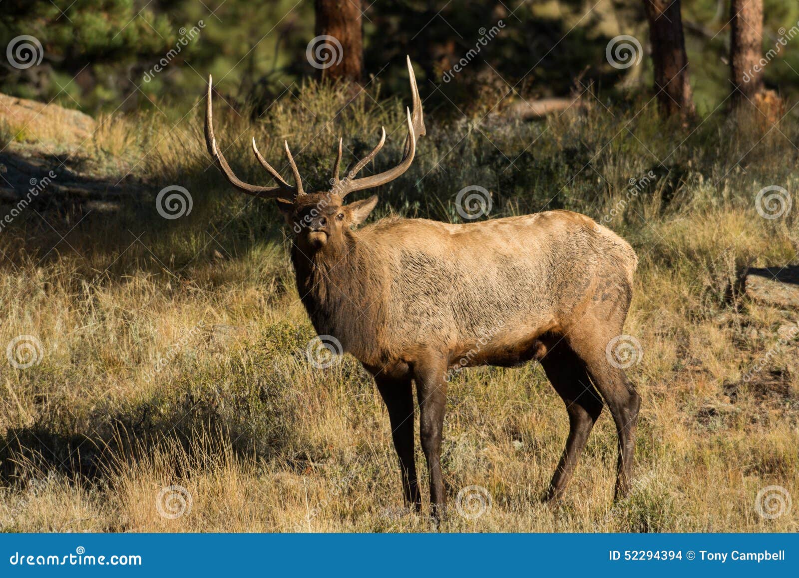 Alces norte-americanos foto de stock. Imagem de nave - 52294394
