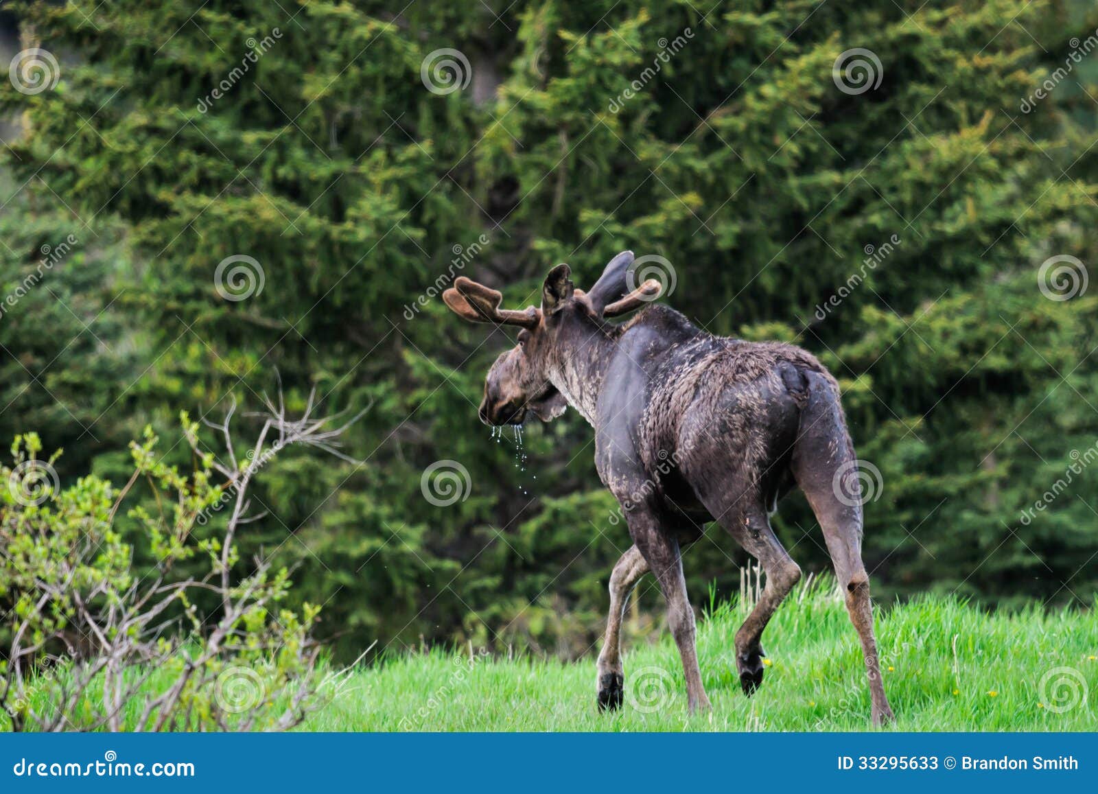 Alces Salvajes (alces Del Alces) Imagen de archivo - Imagen de ...