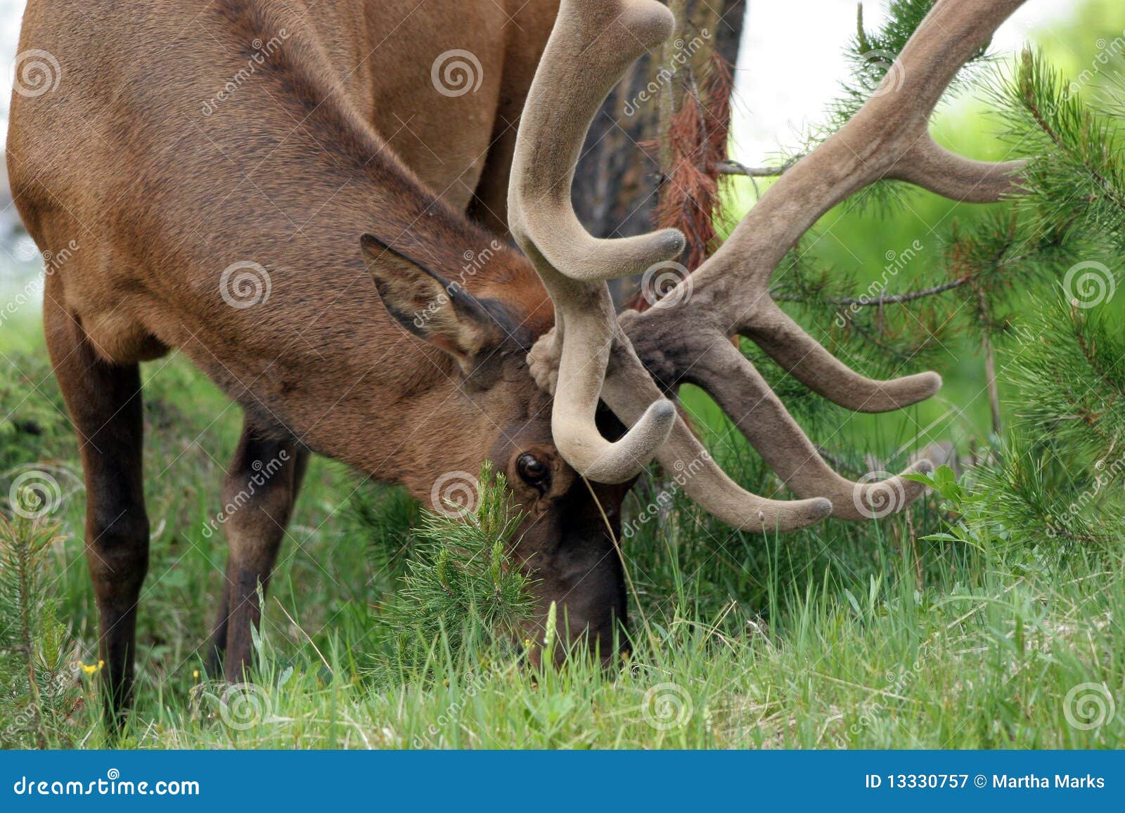 Alces (Wapiti), Canadensis Del Cervus Imagen de archivo - Imagen de ...