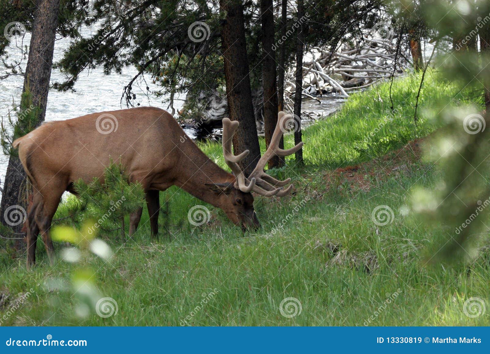 Alces (Wapiti), Canadensis Del Cervus Imagen de archivo - Imagen de ...