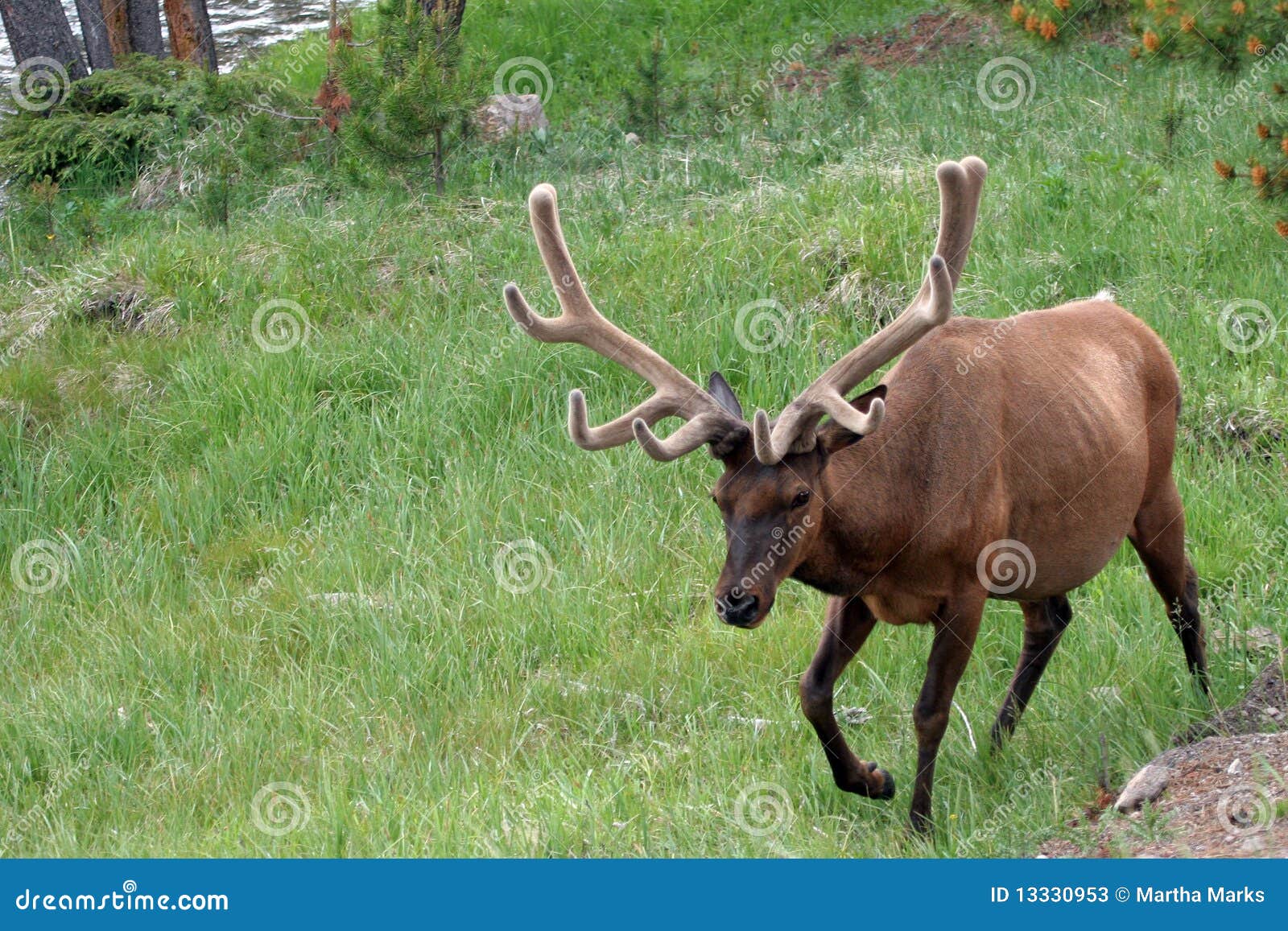 Alces (Wapiti), Canadensis Del Cervus Imagen de archivo - Imagen de ...