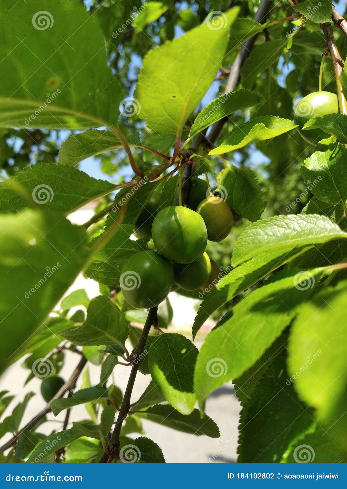 Alcha stock photo. Image of alcha, tree, garden, fruit - 184102802