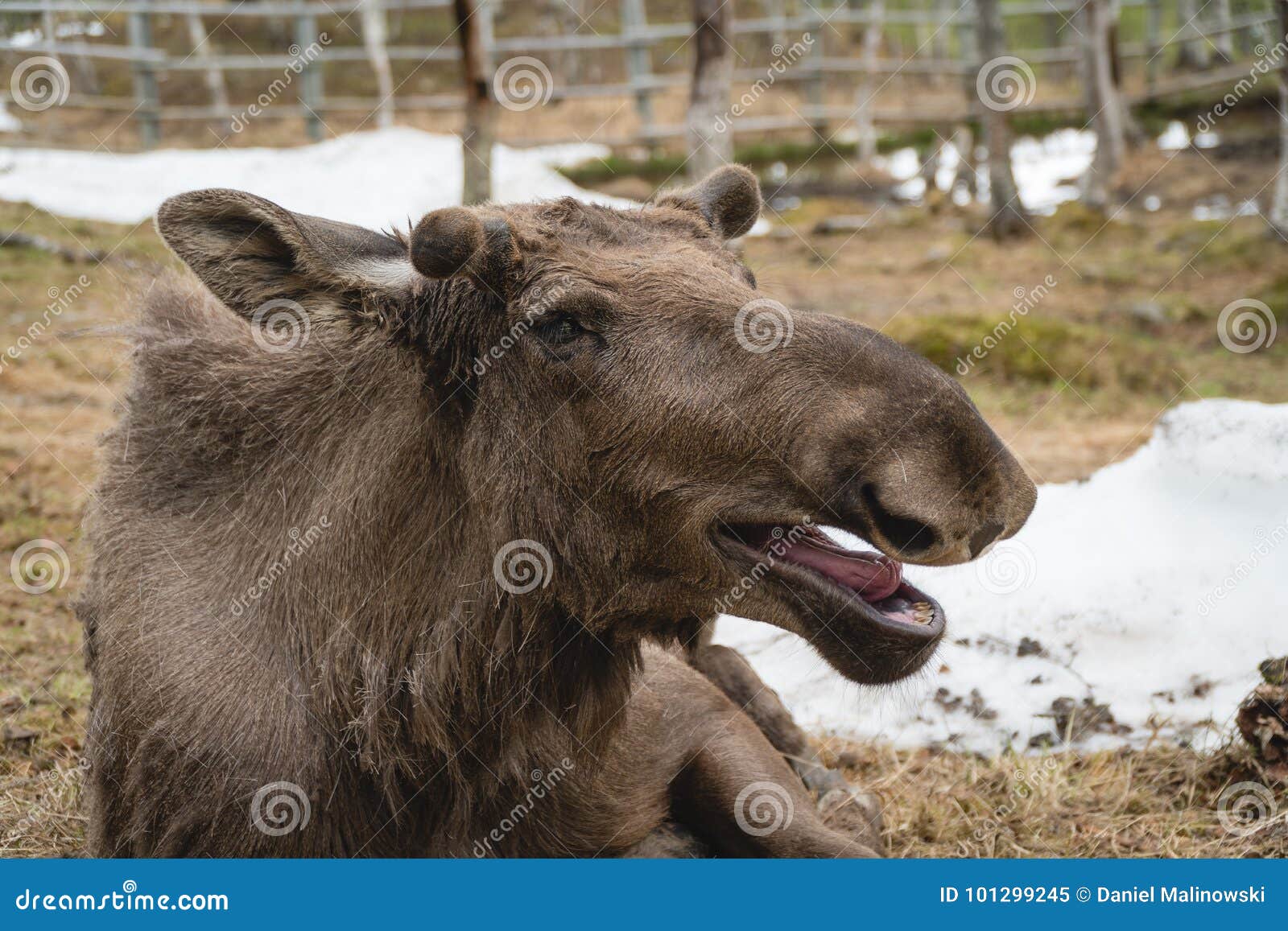 Alci immagine stock. Immagine di renna, naso, svezia - 101299245