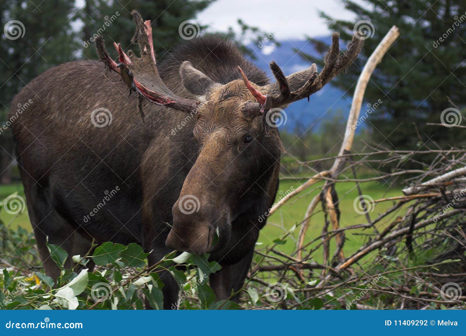 Alci fotografia stock. Immagine di selvaggio, alaska - 11409292