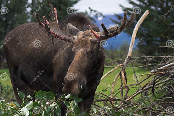 Alci fotografia stock. Immagine di selvaggio, alaska - 11409292