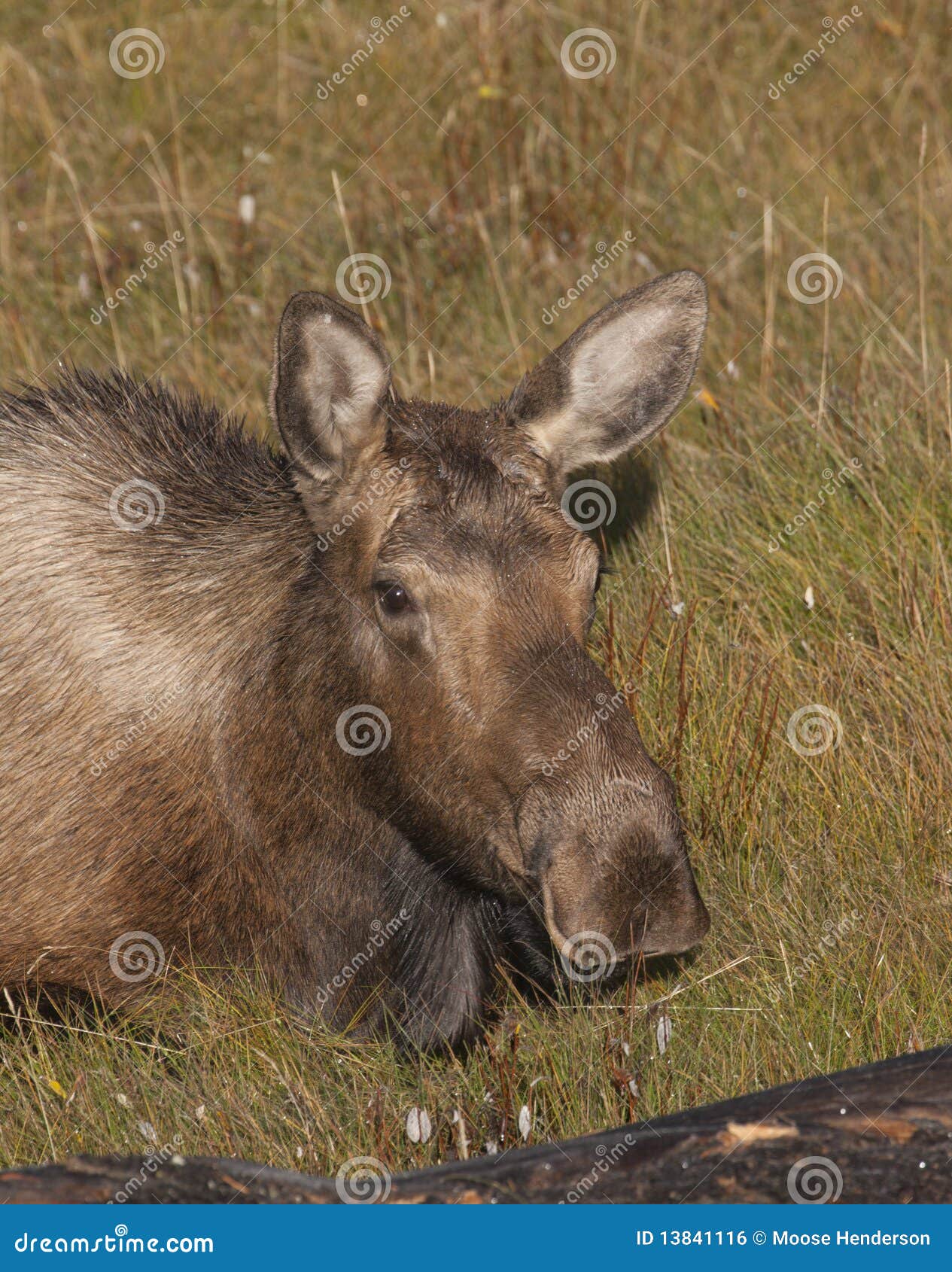 Alci fotografia stock. Immagine di canada, alci, naturalizzato - 13841116